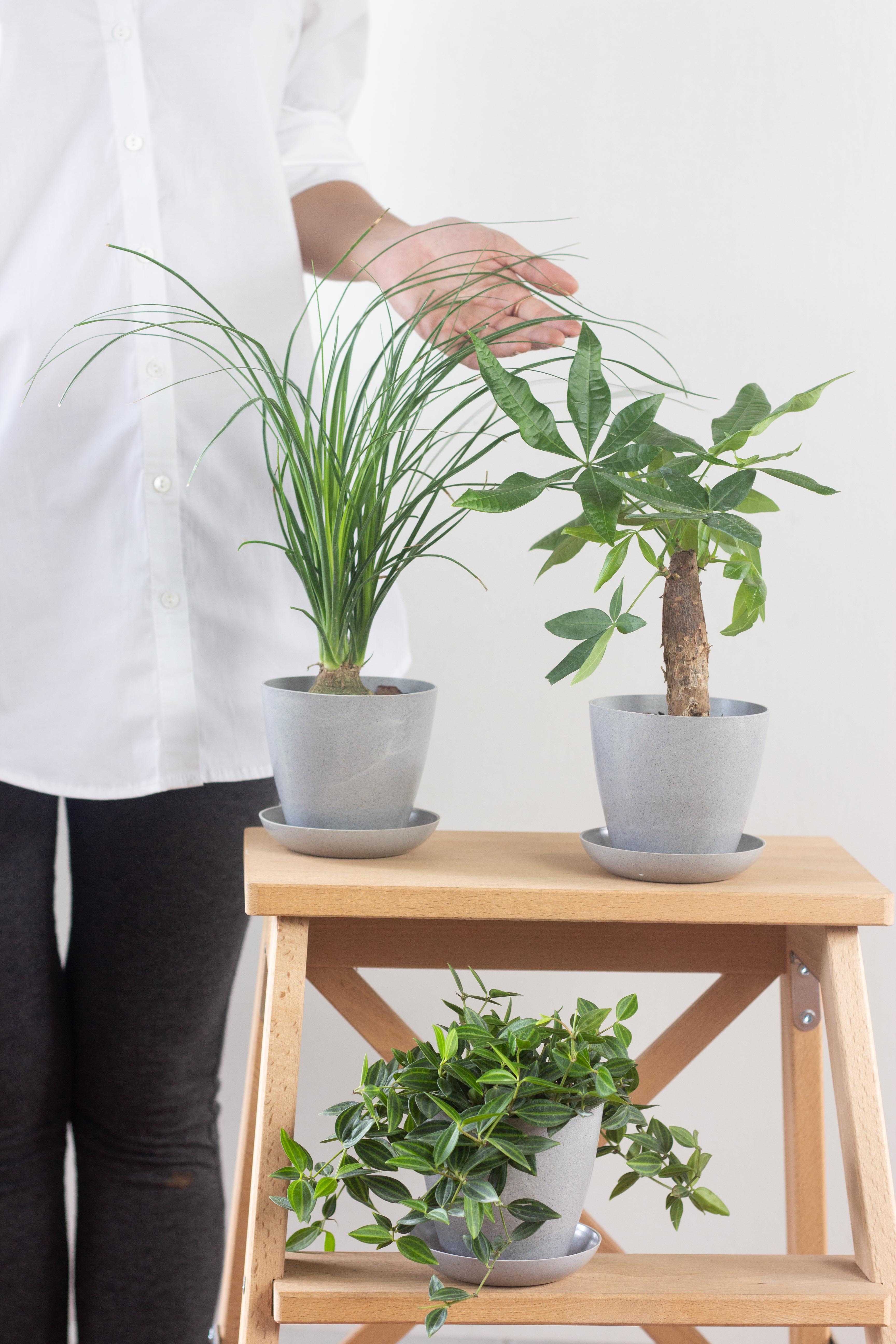 Furry Friend Set – Bloomspace