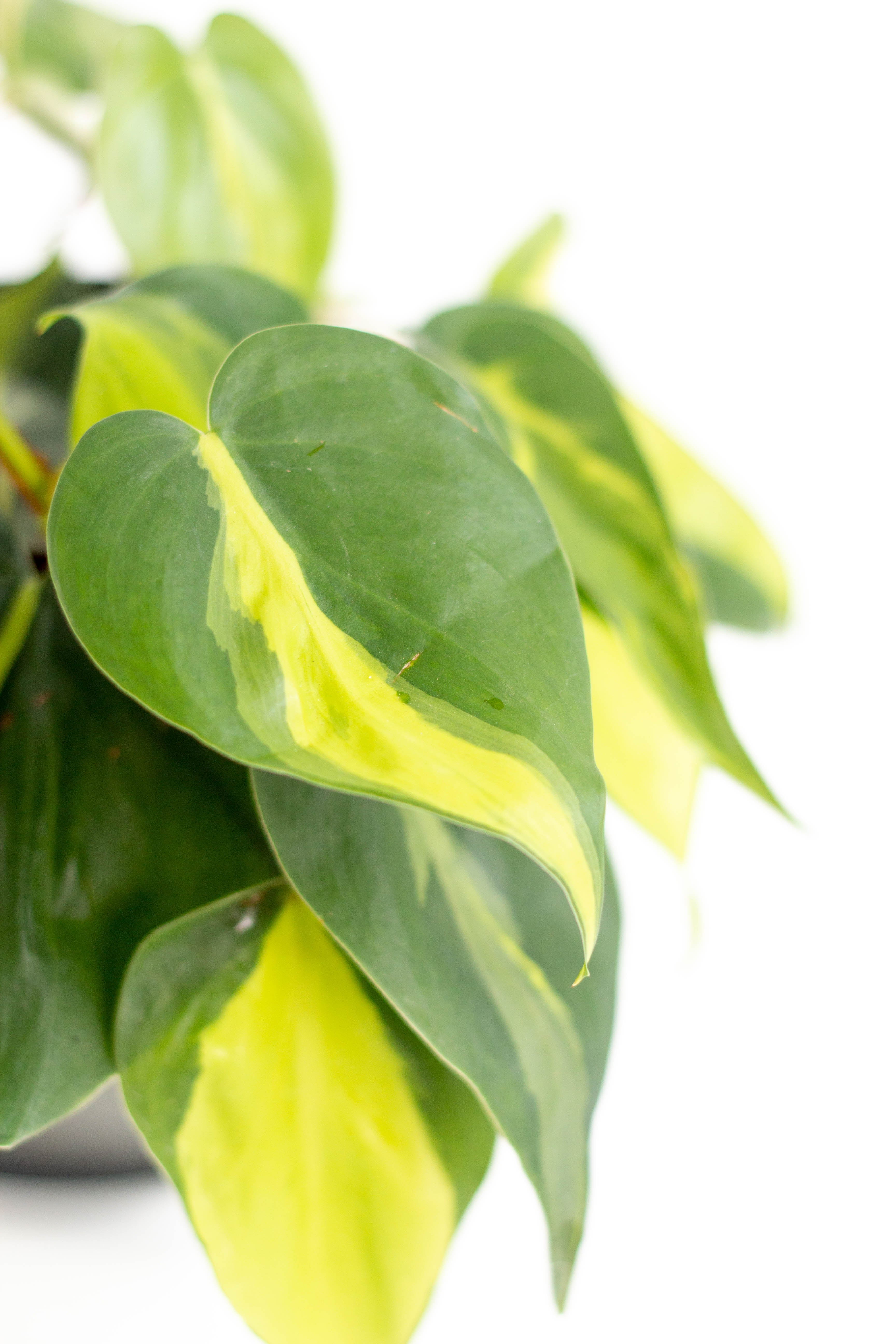 Gift Store – Bloomspace