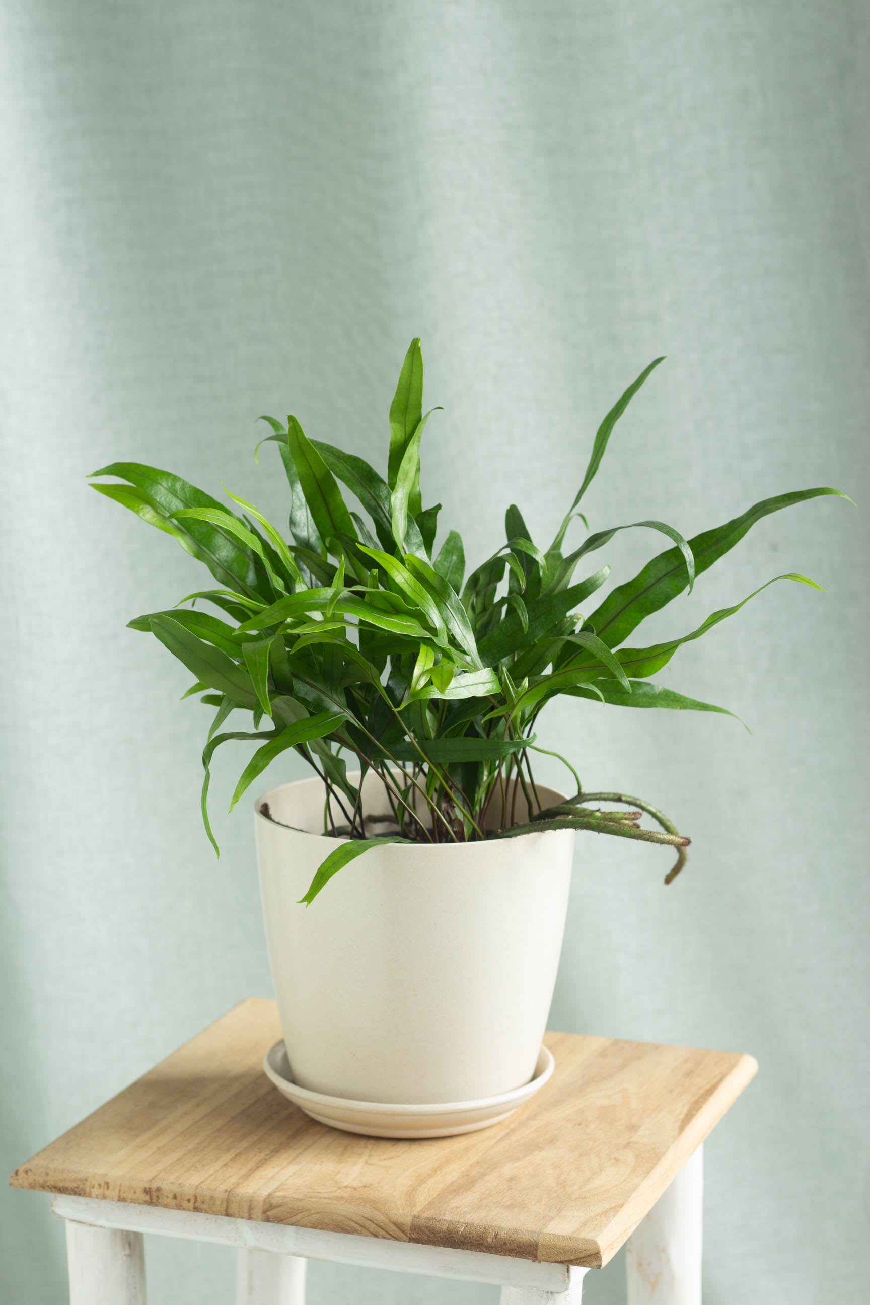 Monarch Fern – Bloomspace