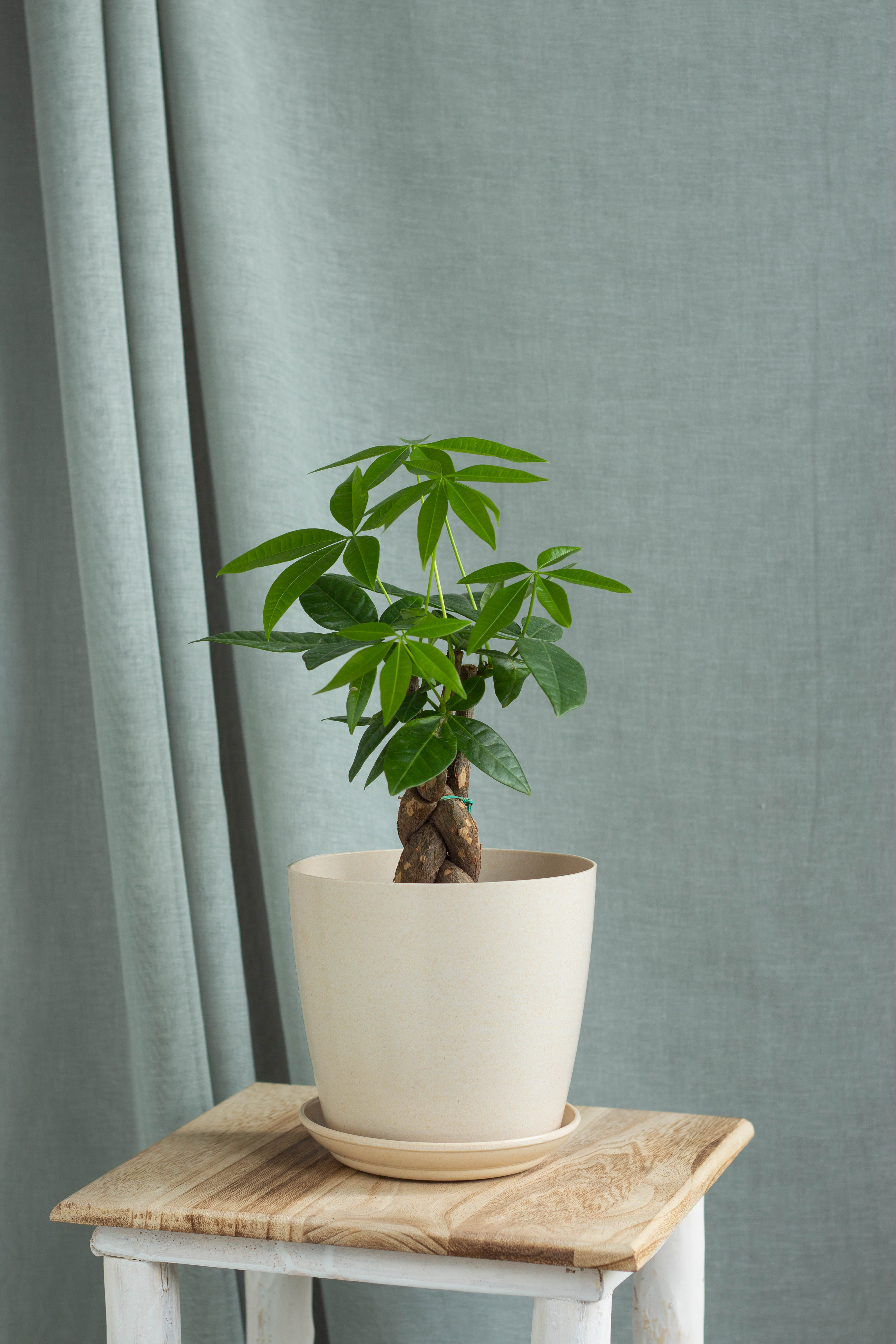 Braided Money Tree – Bloomspace