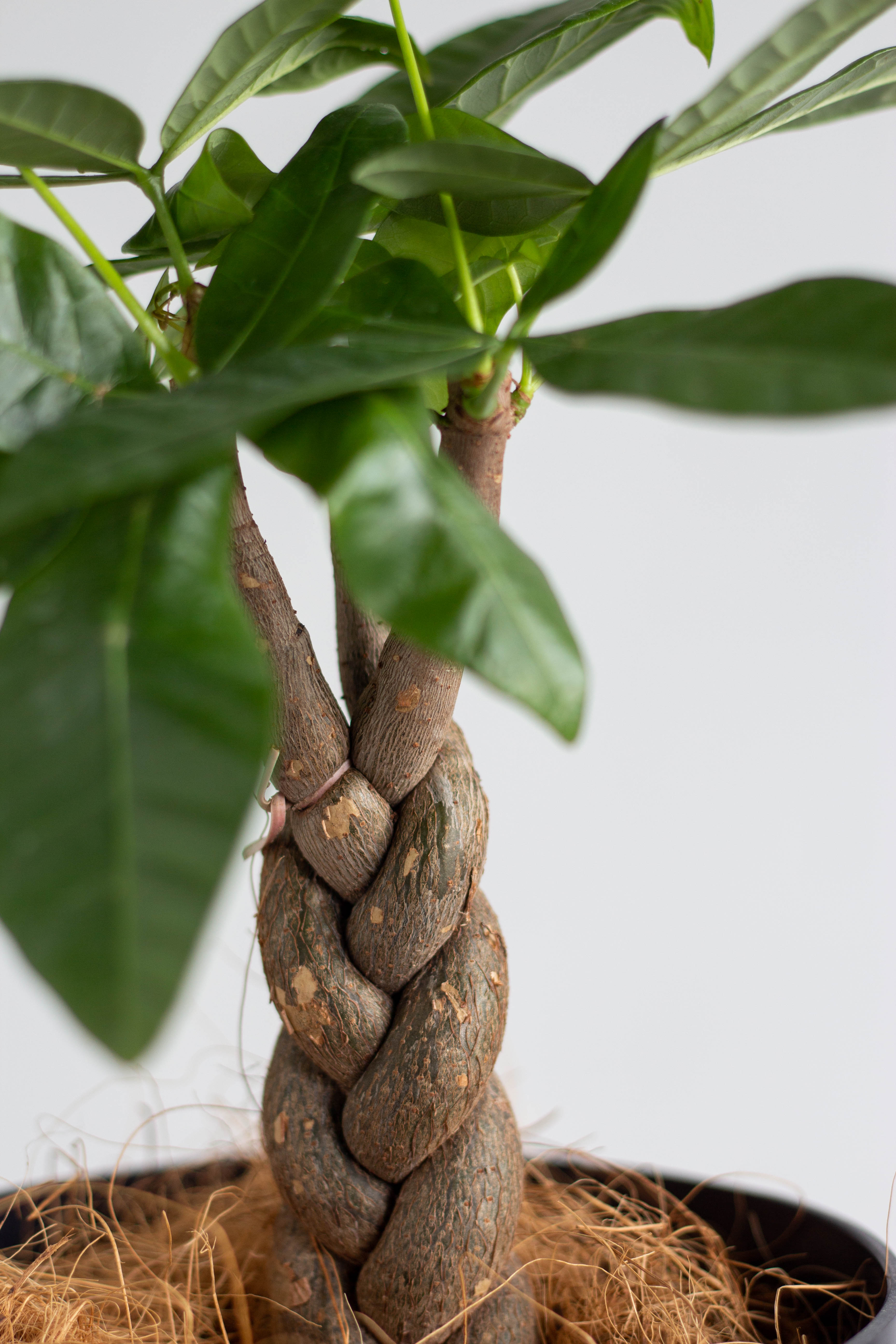 Braided Money Tree – Bloomspace