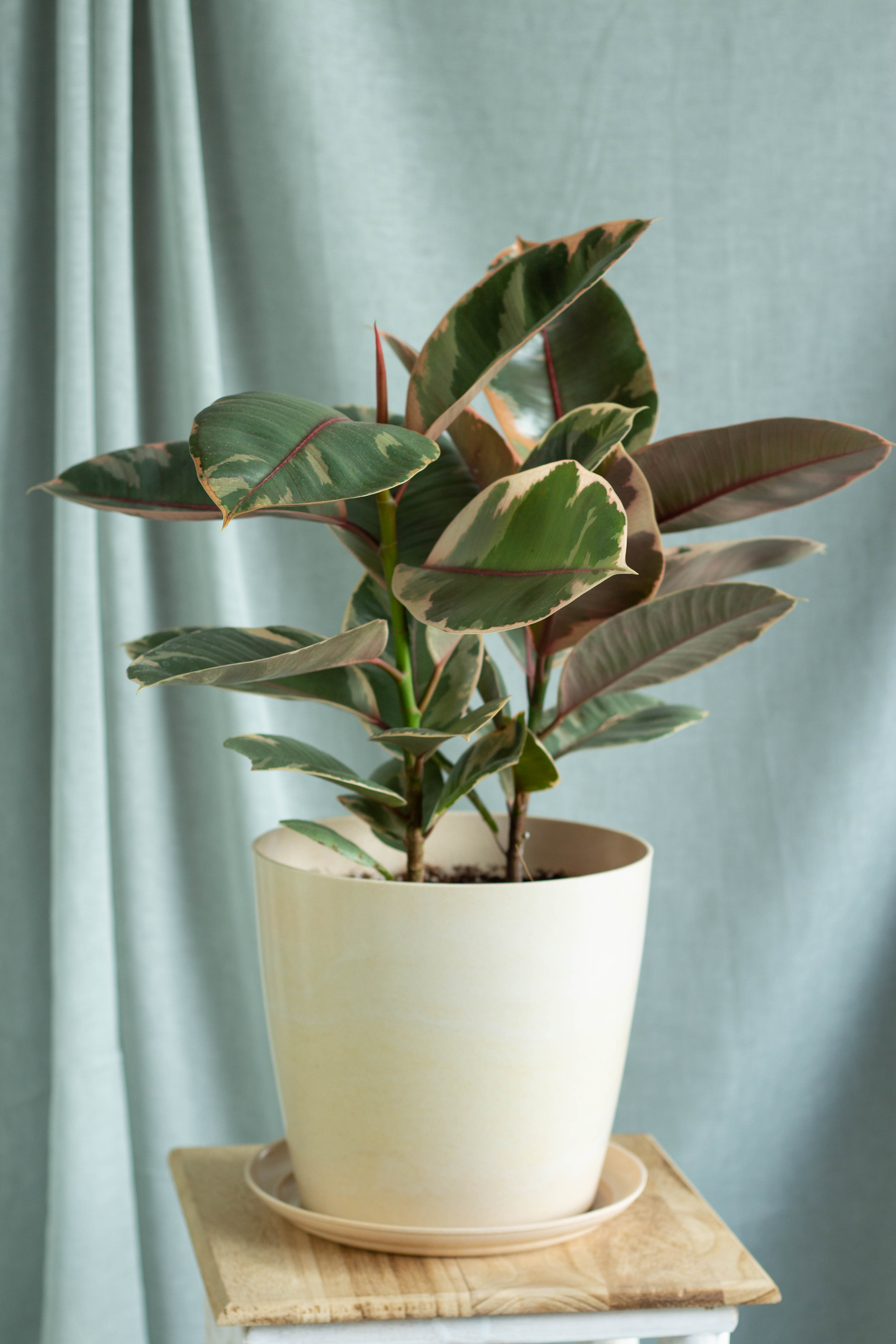 Ruby Rubber Plant – Bloomspace