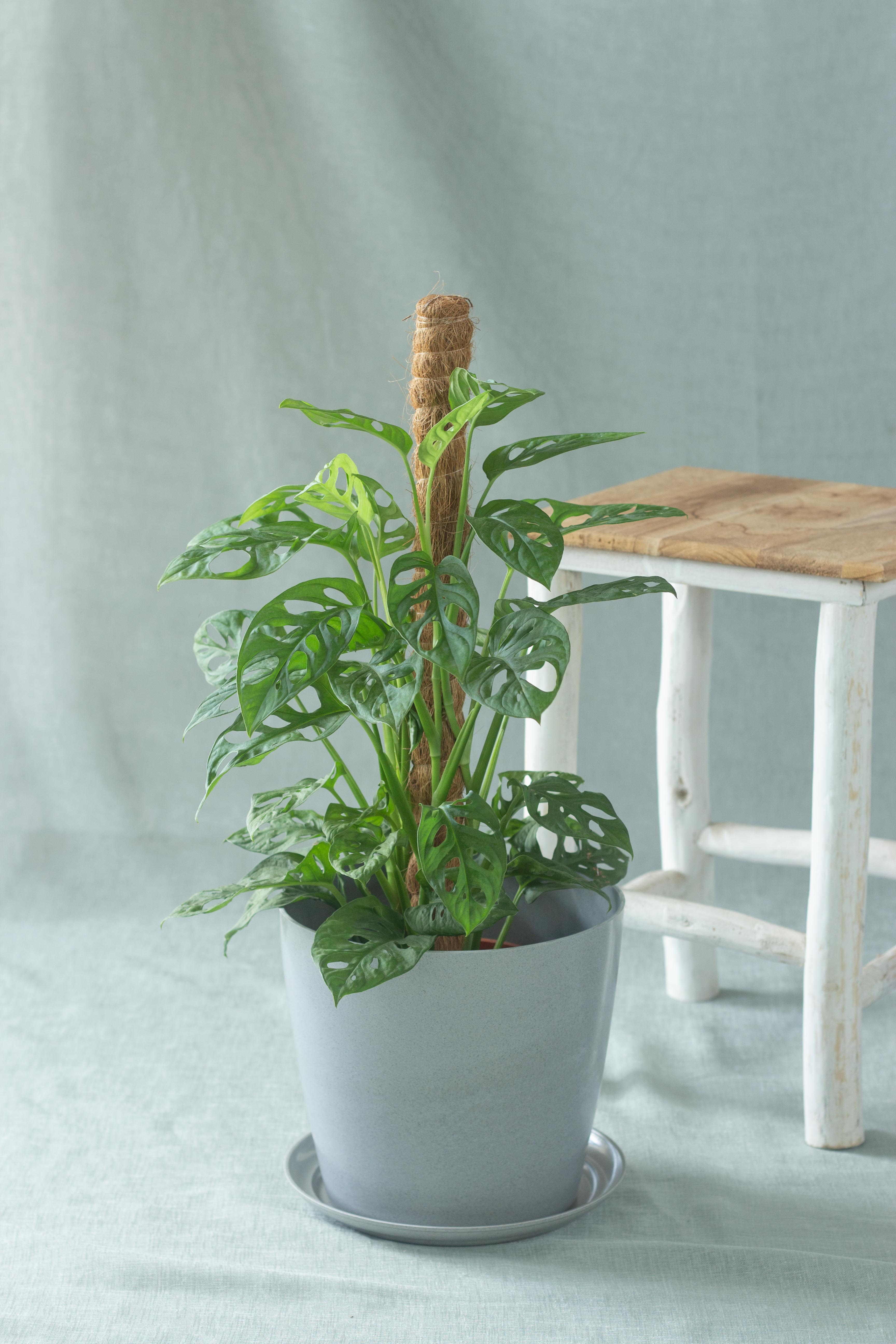 Monstera Adansonii – Bloomspace