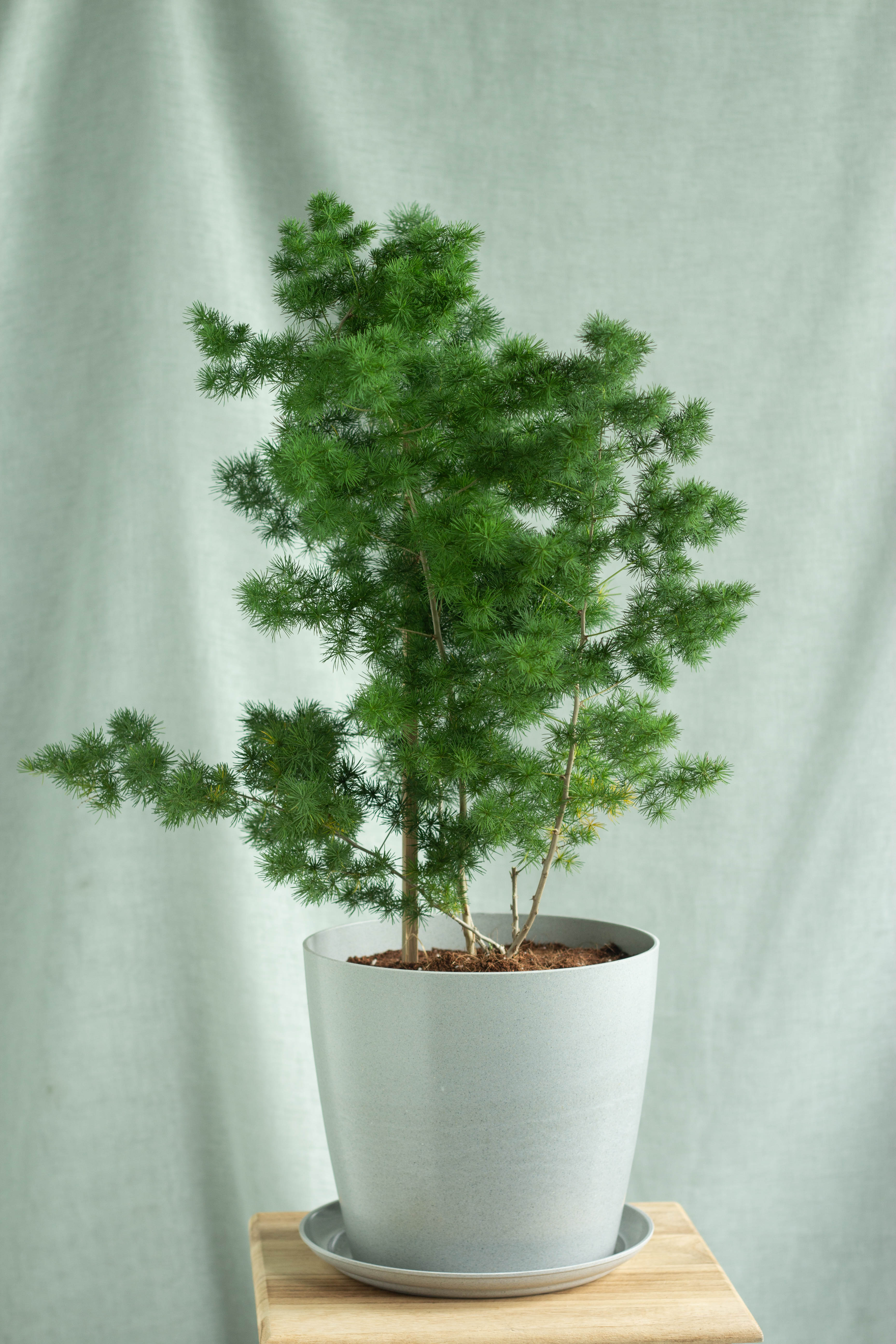 Ming Fern – Bloomspace