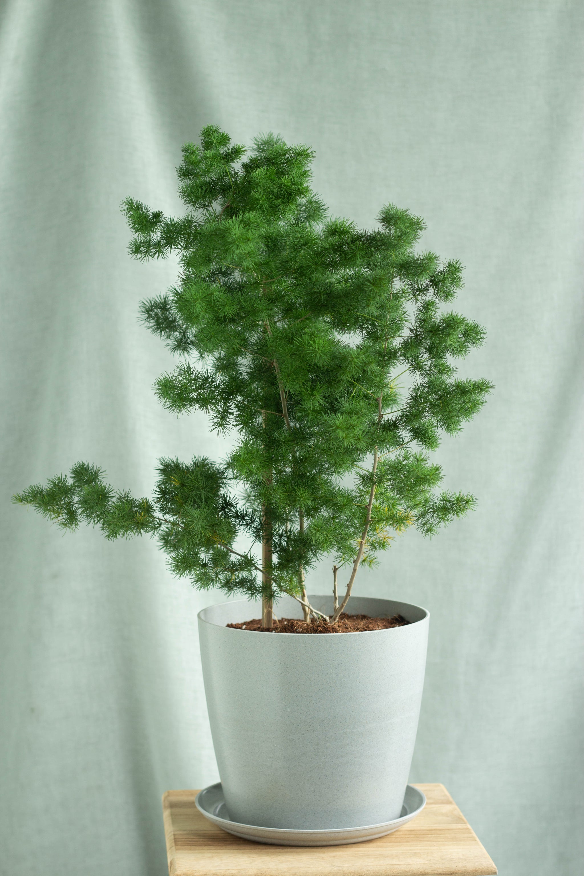 Ming Fern – Bloomspace