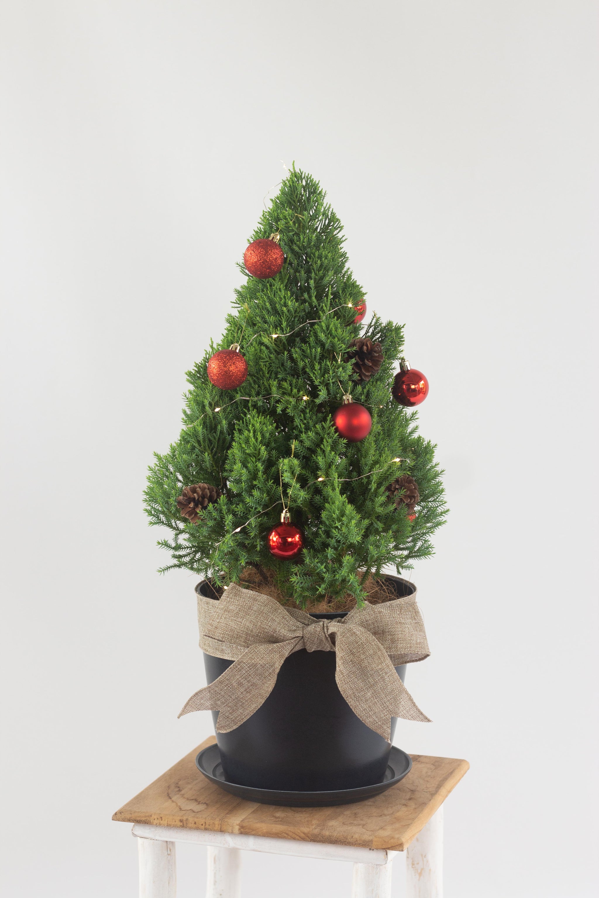Christmas Pine – Bloomspace