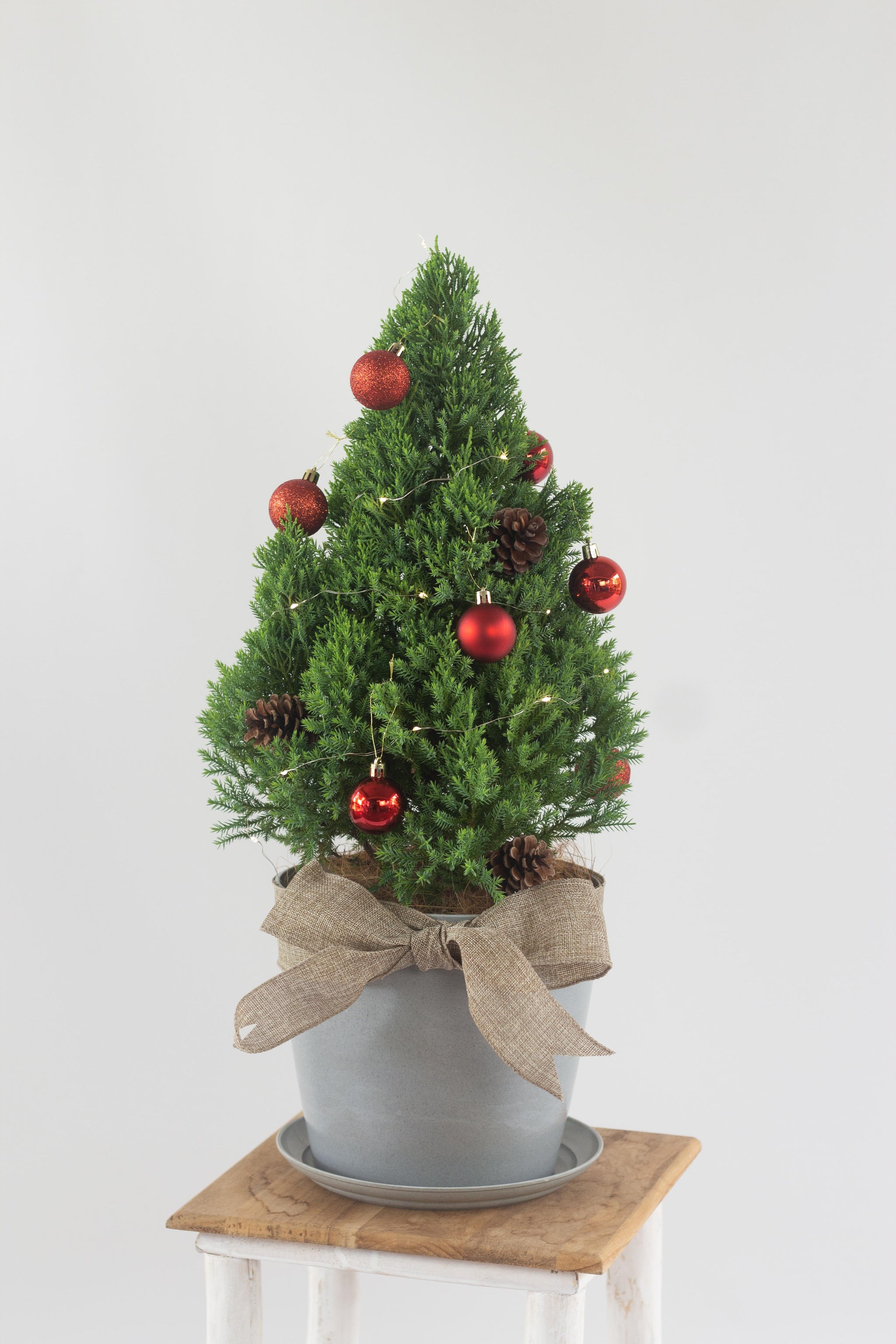 Christmas Pine – Bloomspace