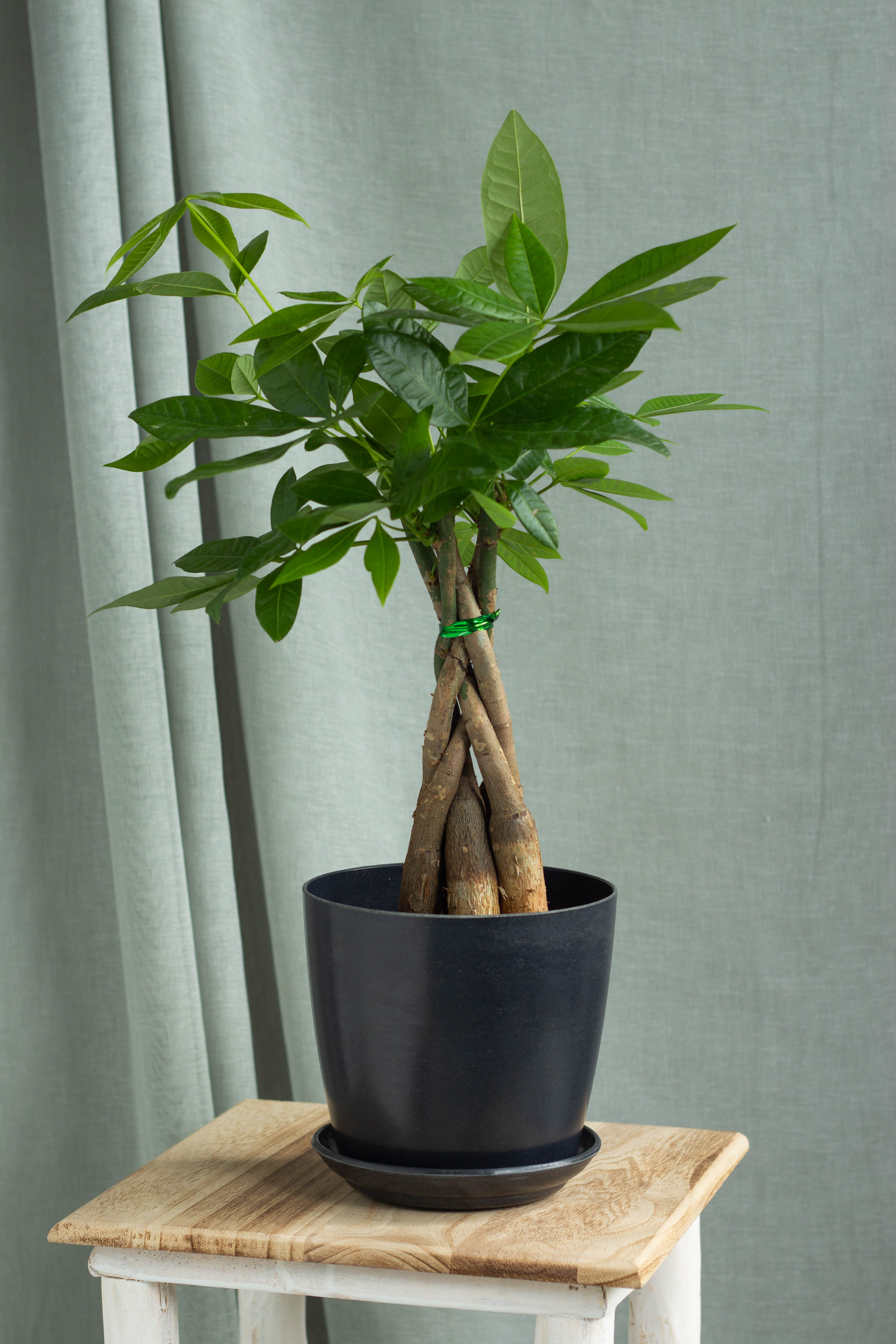 Braided Money Tree – Bloomspace