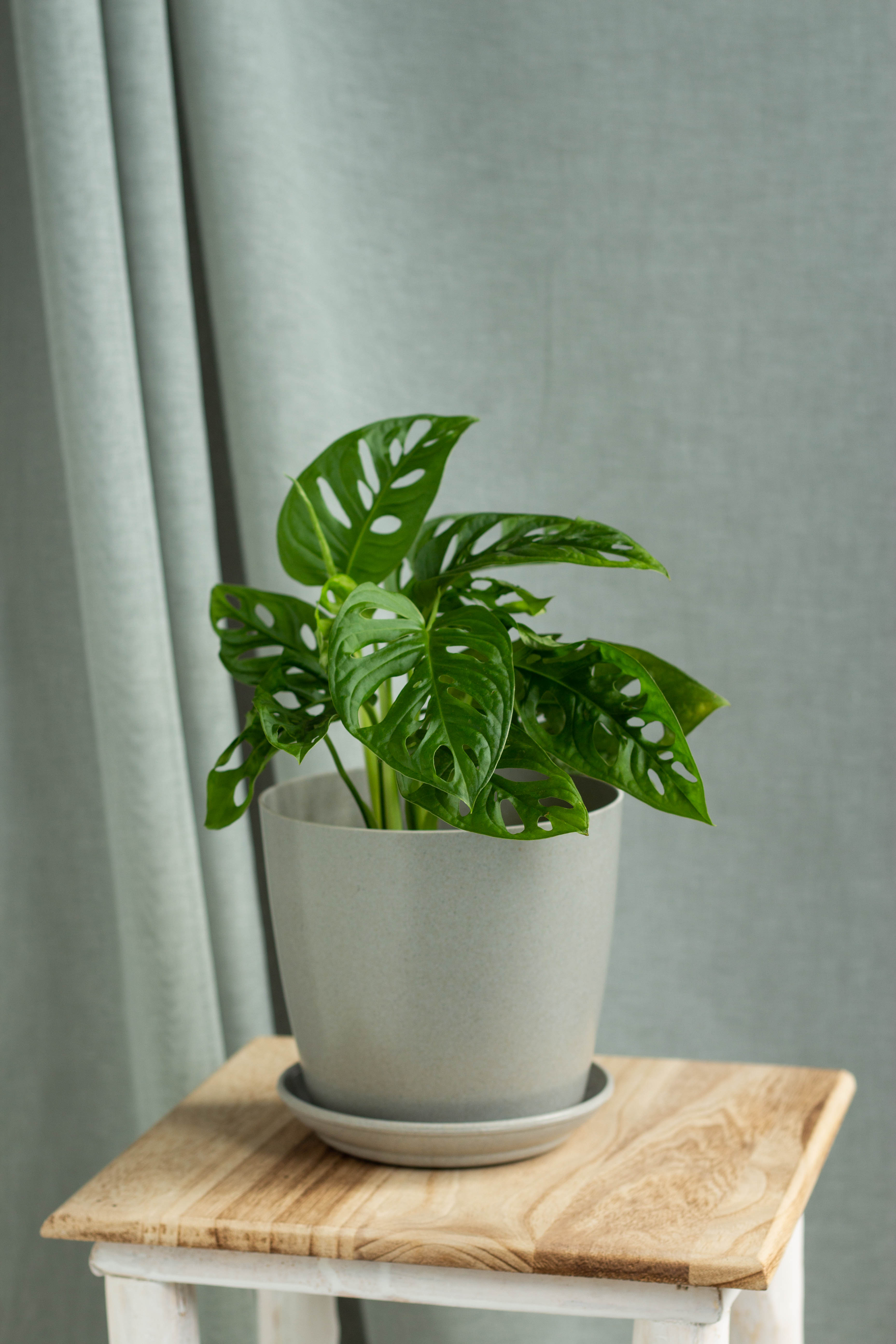 Monstera Adansonii – Bloomspace