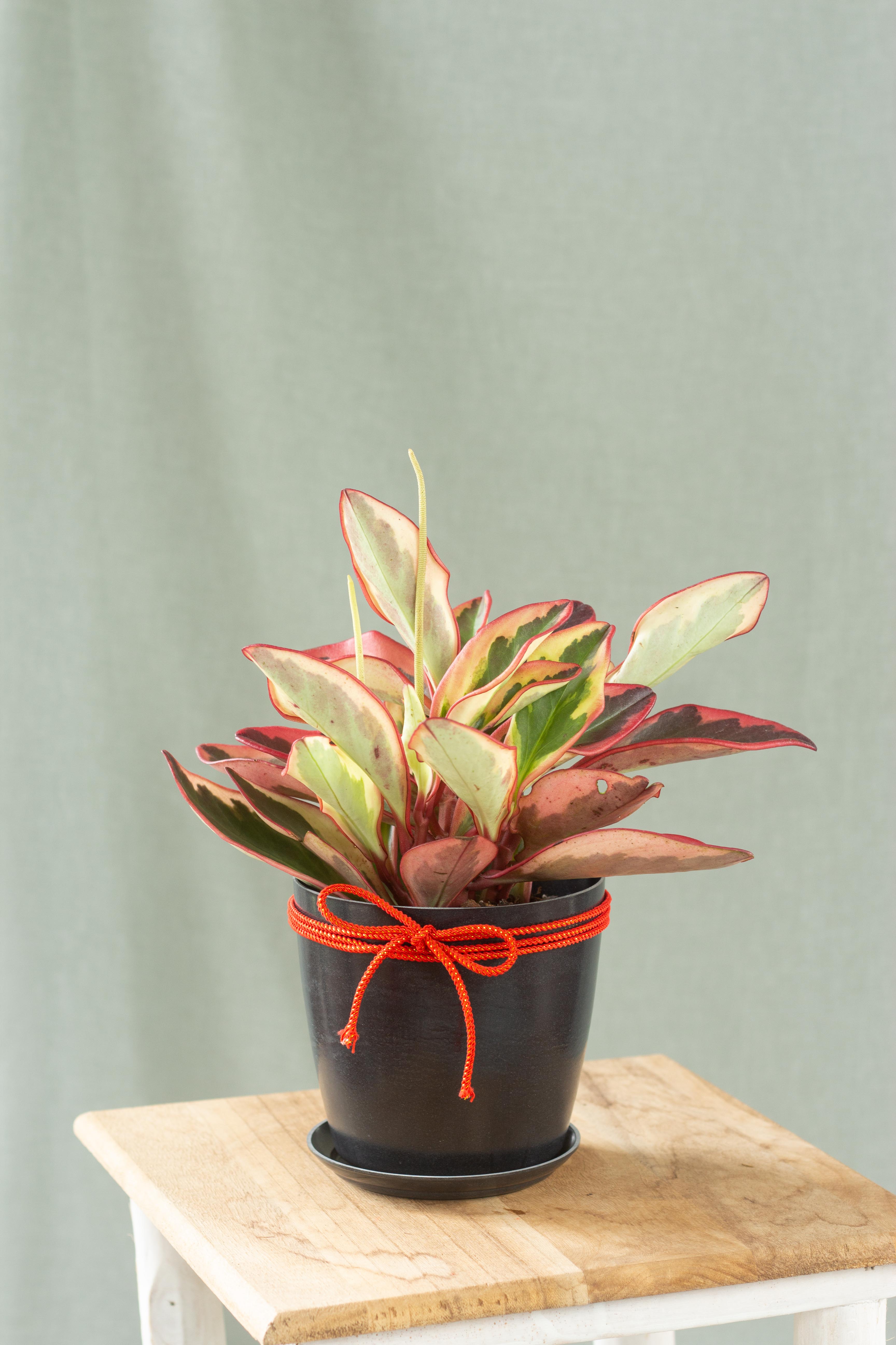 Peperomia Jelly – Bloomspace