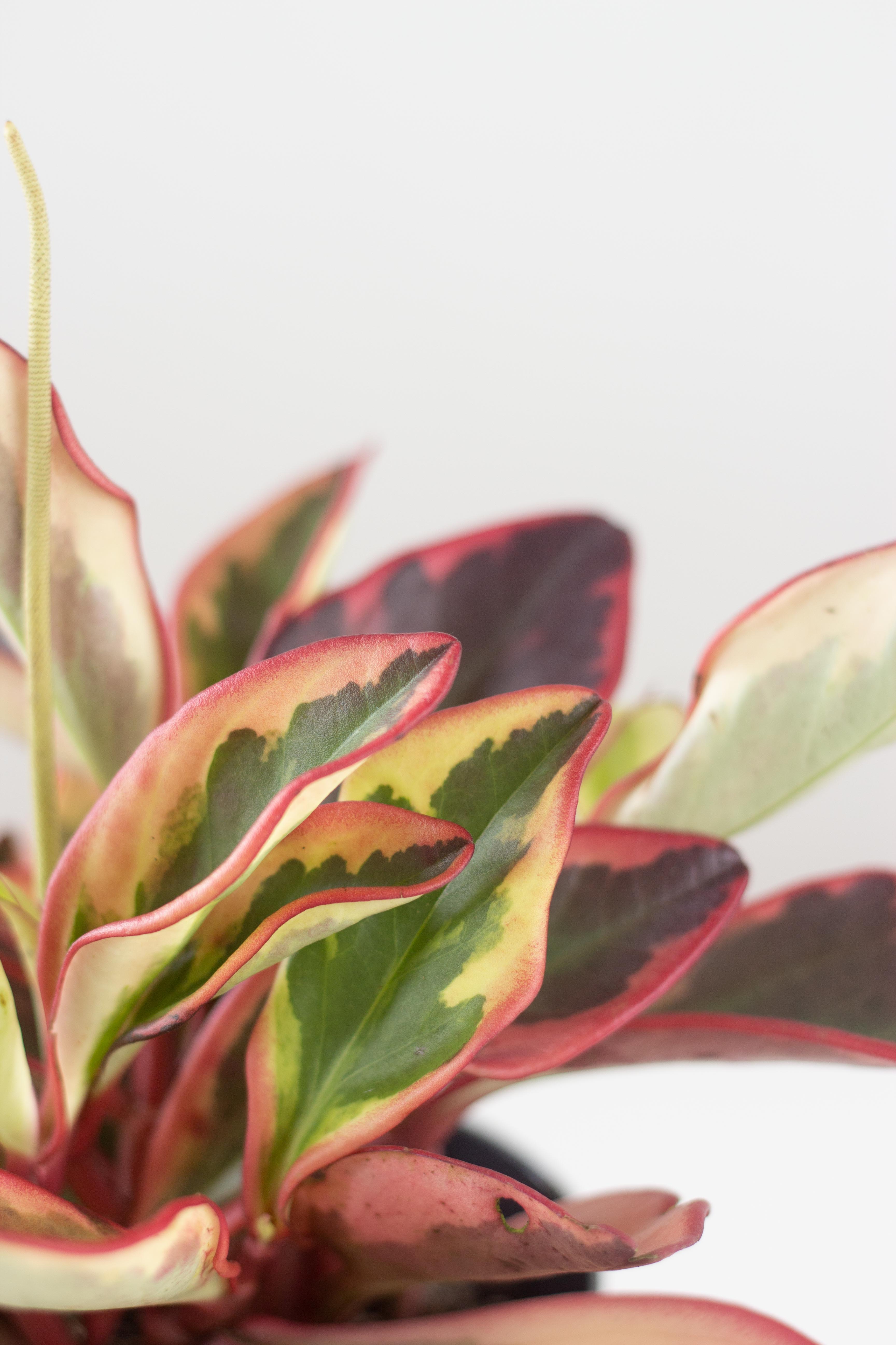 Peperomia Jelly – Bloomspace