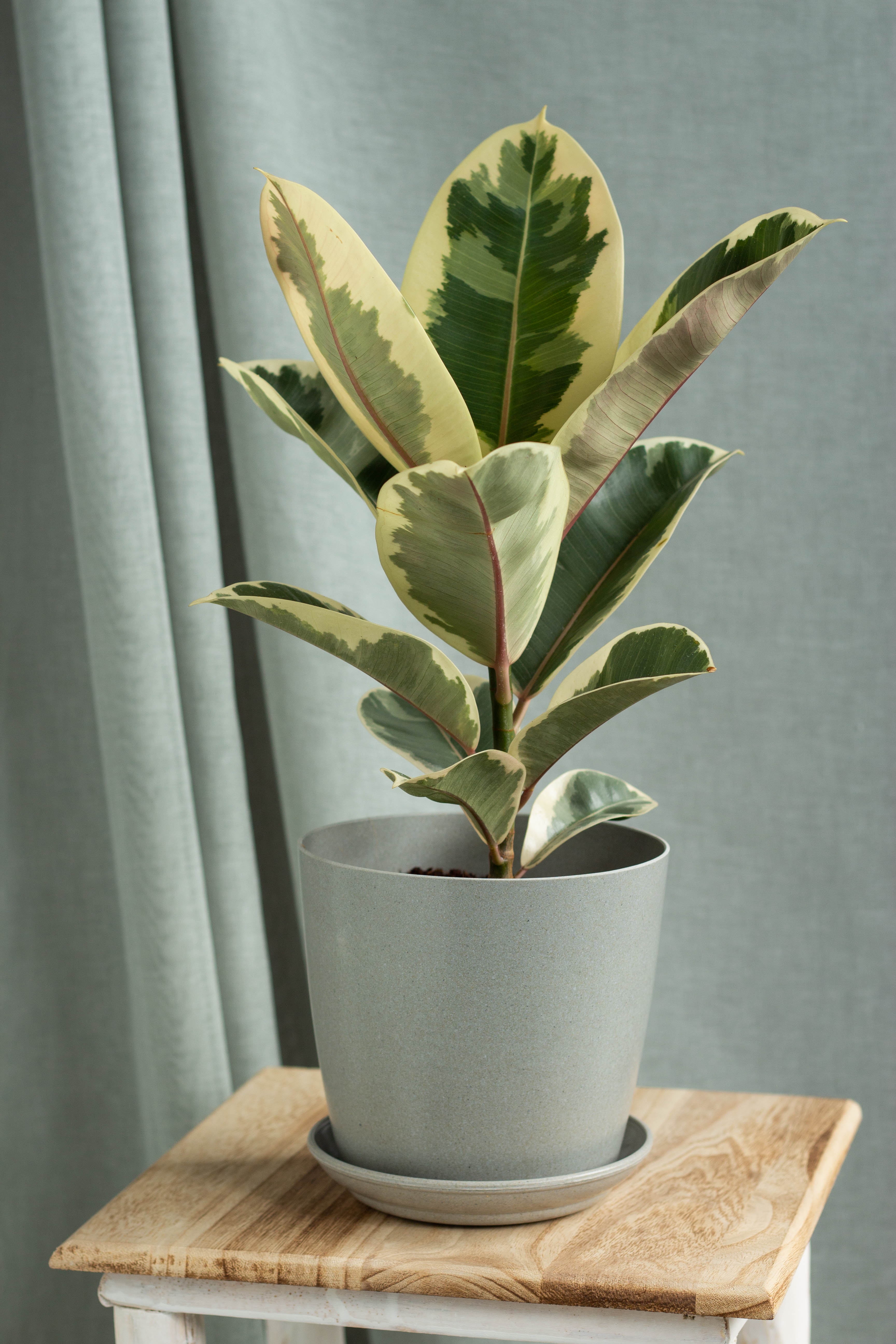 Rubber Plant Variegated – Bloomspace