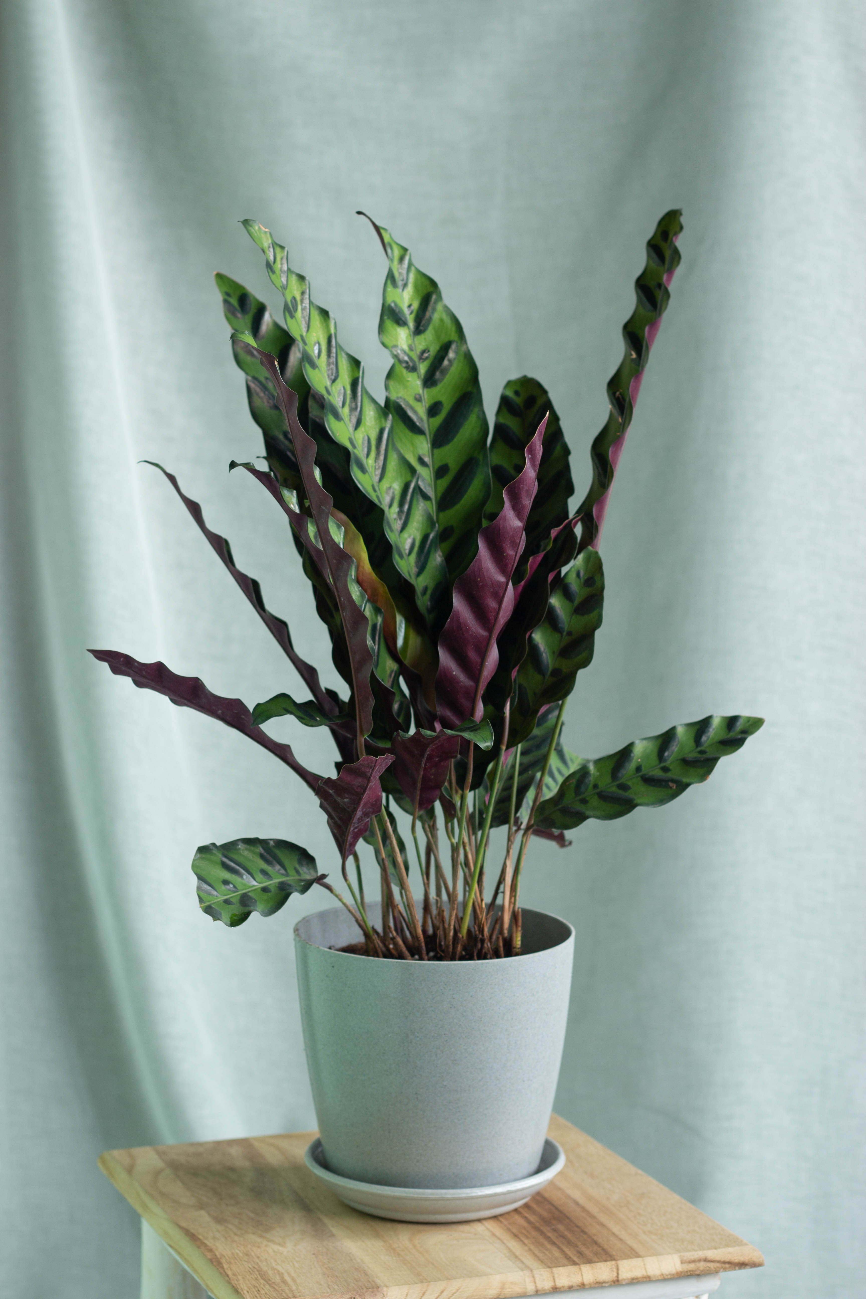 Calathea Lancifolia – Bloomspace