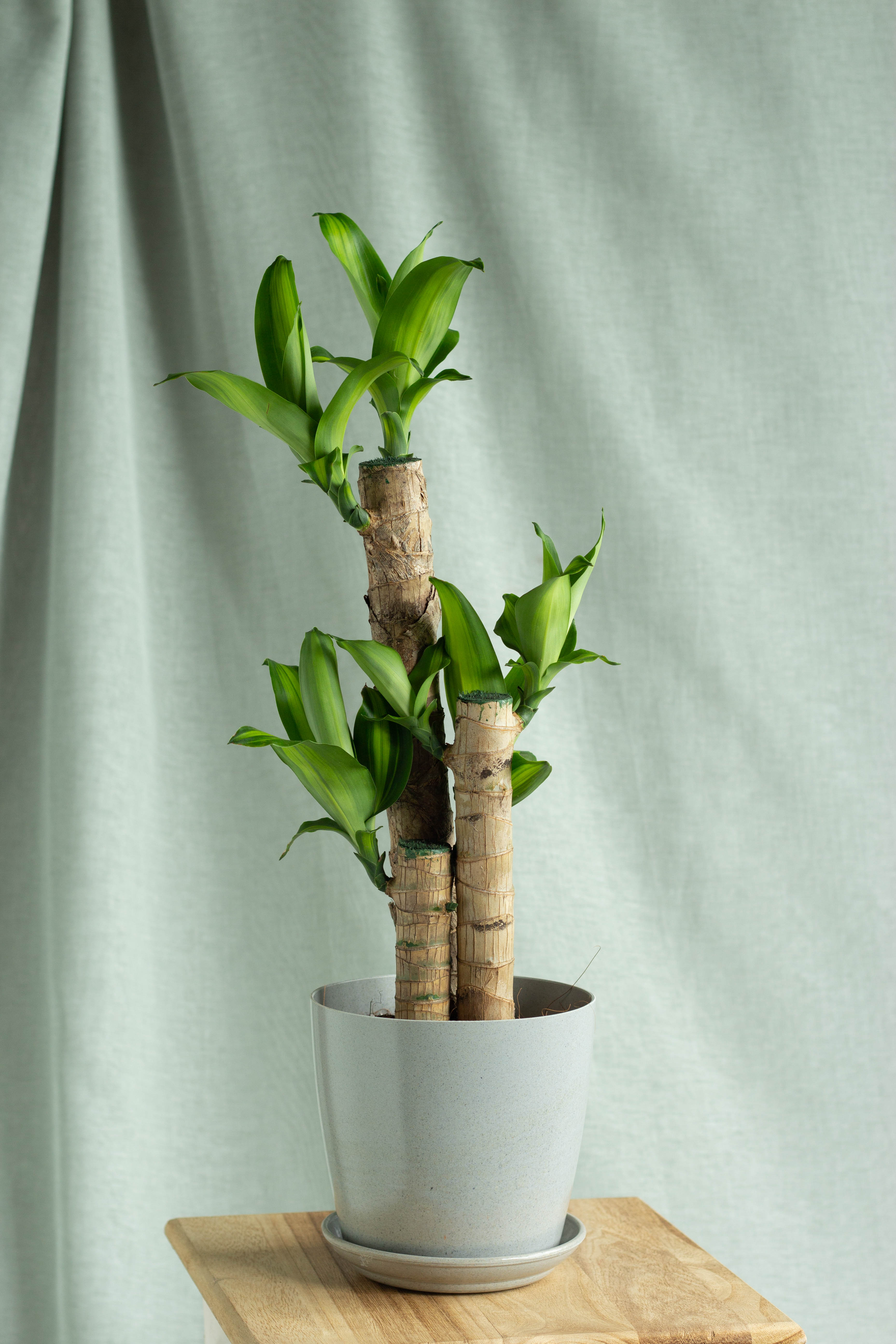 Dracaena Fragans Cane – Bloomspace