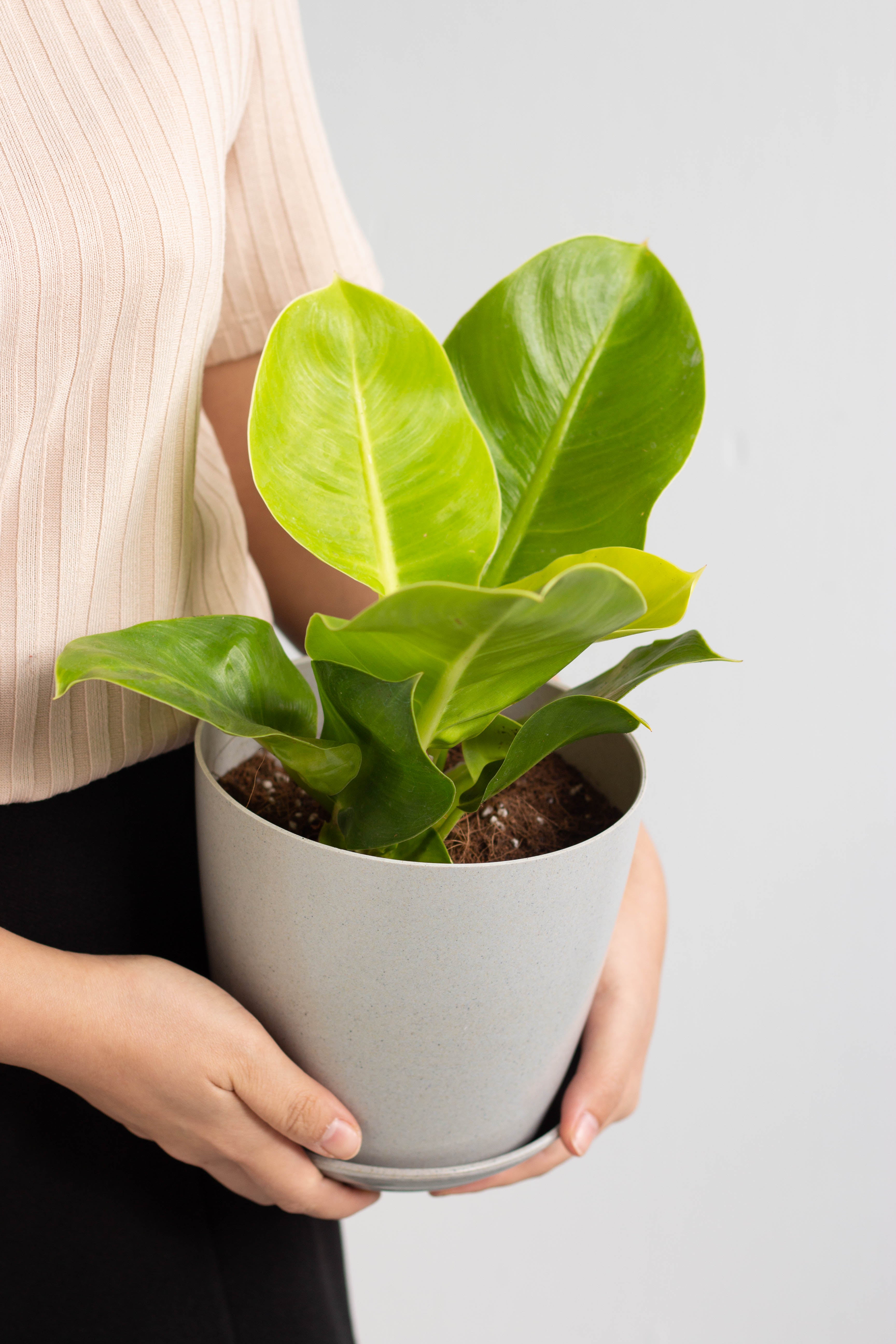 Philodendron Moonlight – Bloomspace