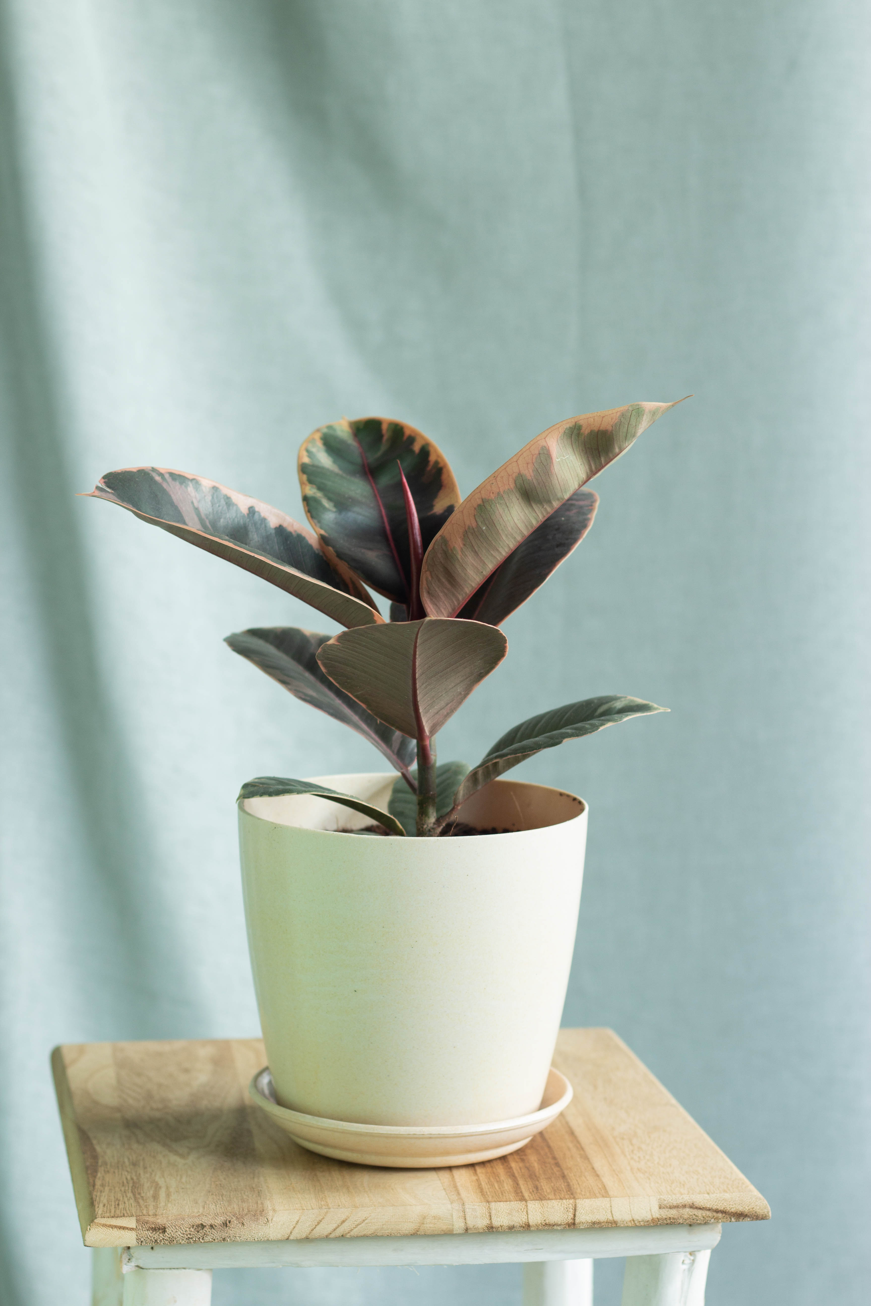 Ruby Rubber Plant – Bloomspace