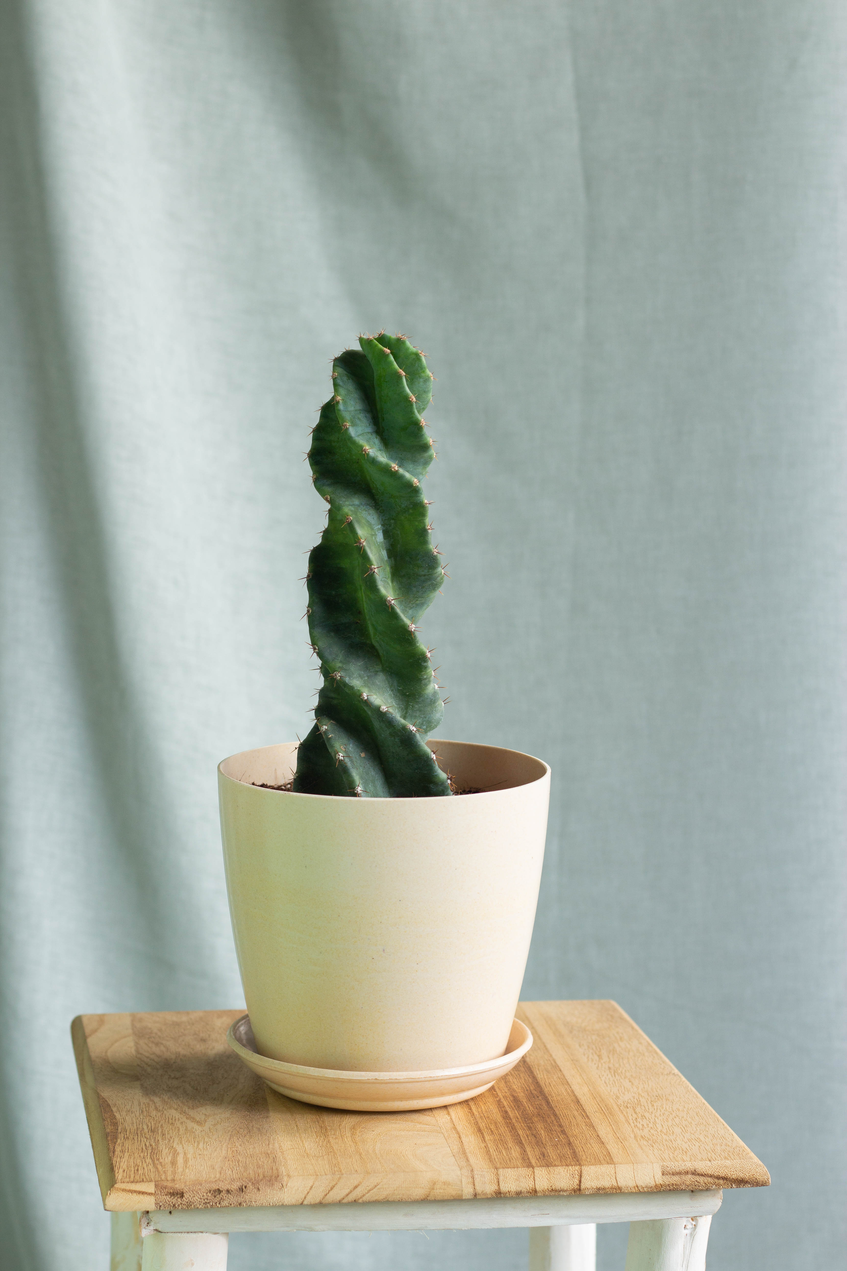 Twisted Cactus – Bloomspace