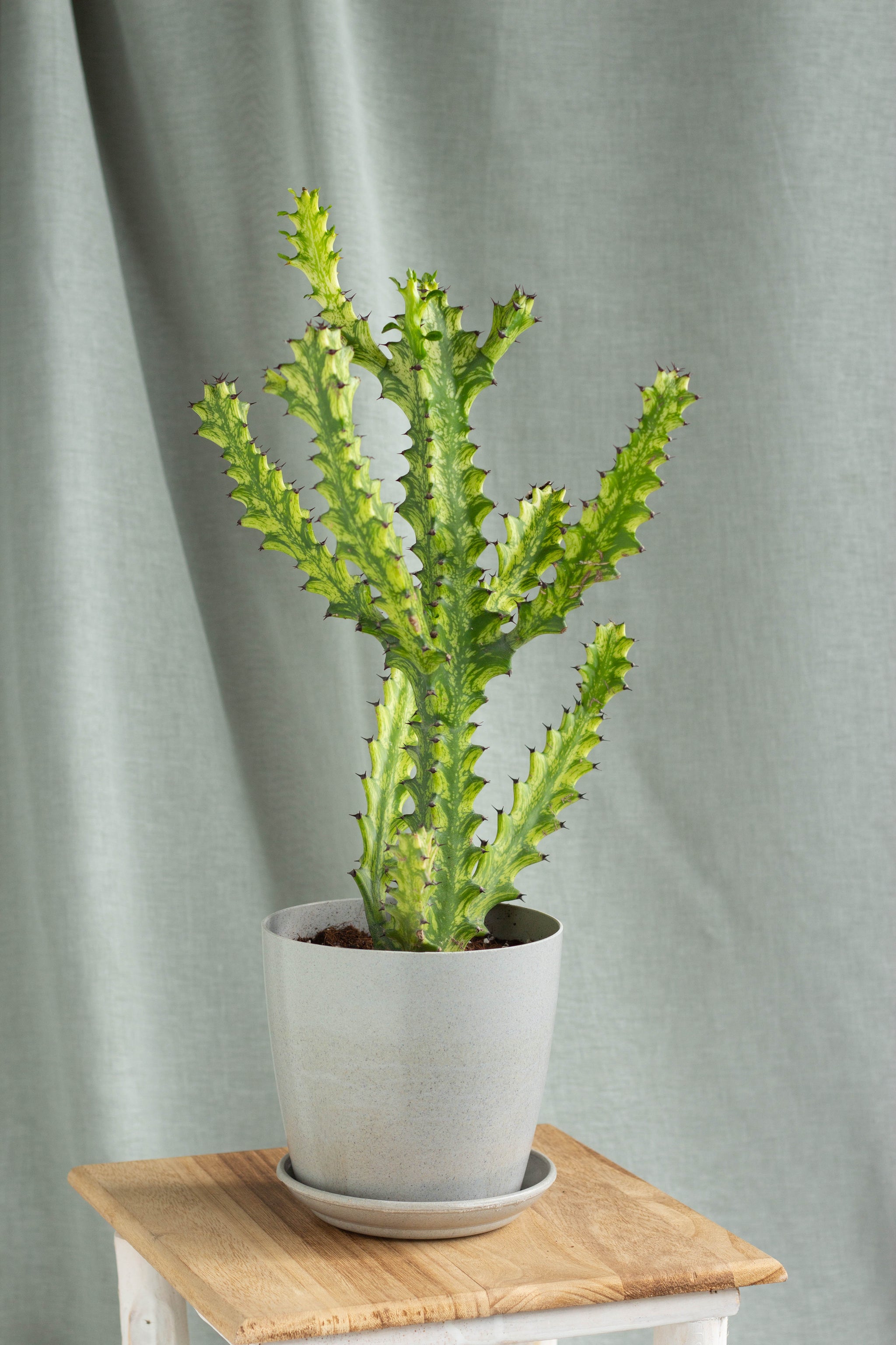 African Milk Tree – Bloomspace