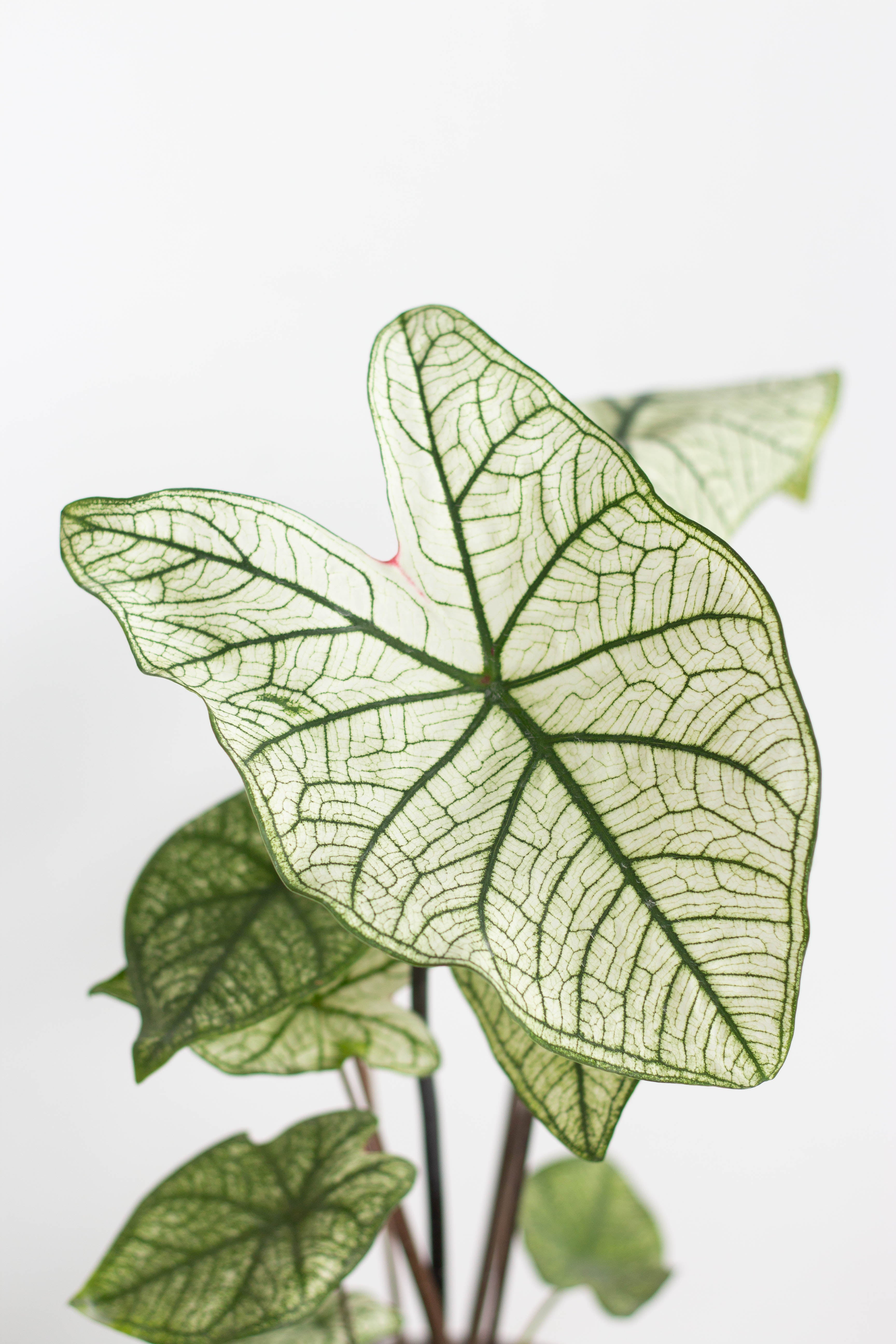 Caladium White Christmas – Bloomspace