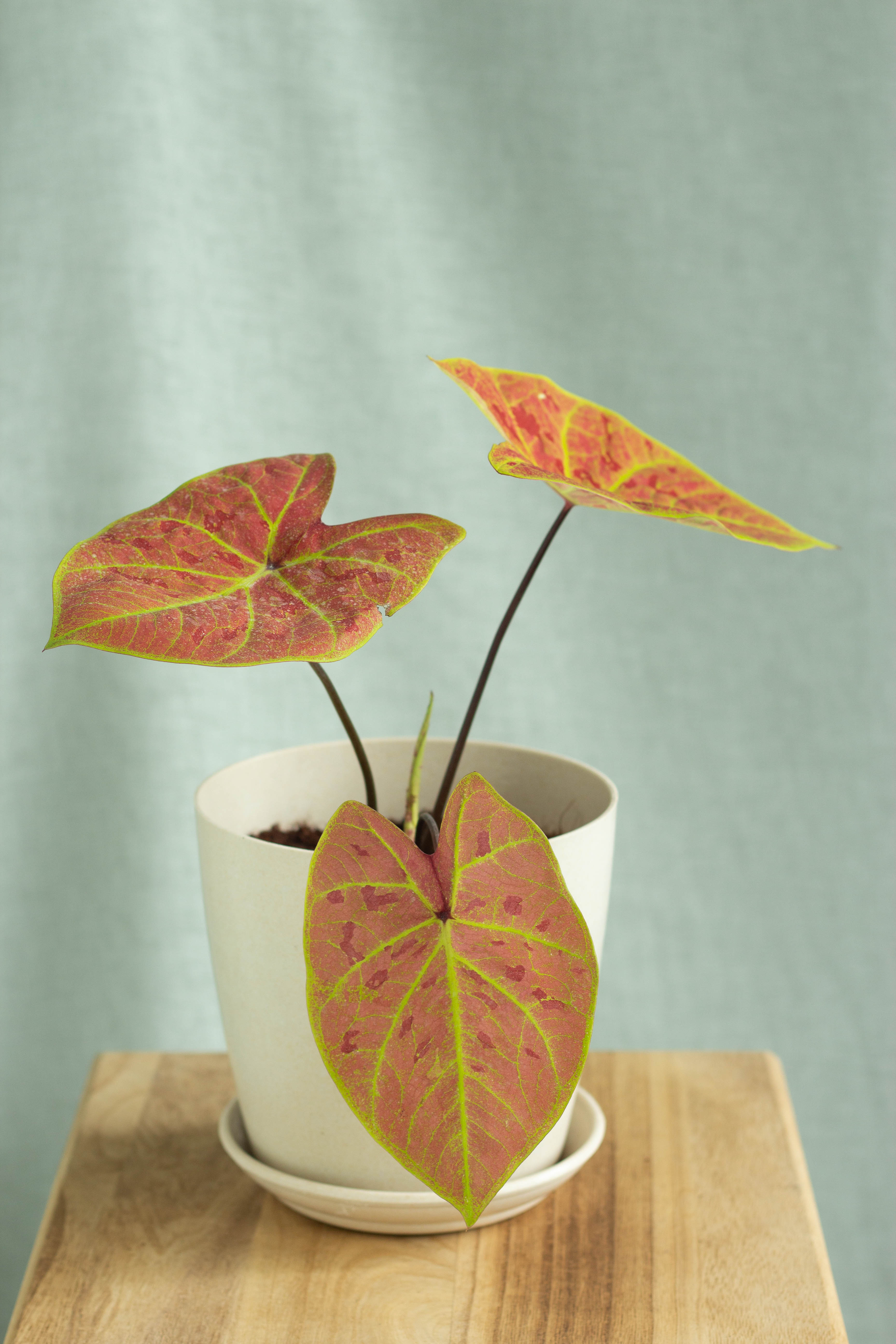 Caladium New Wave – Bloomspace