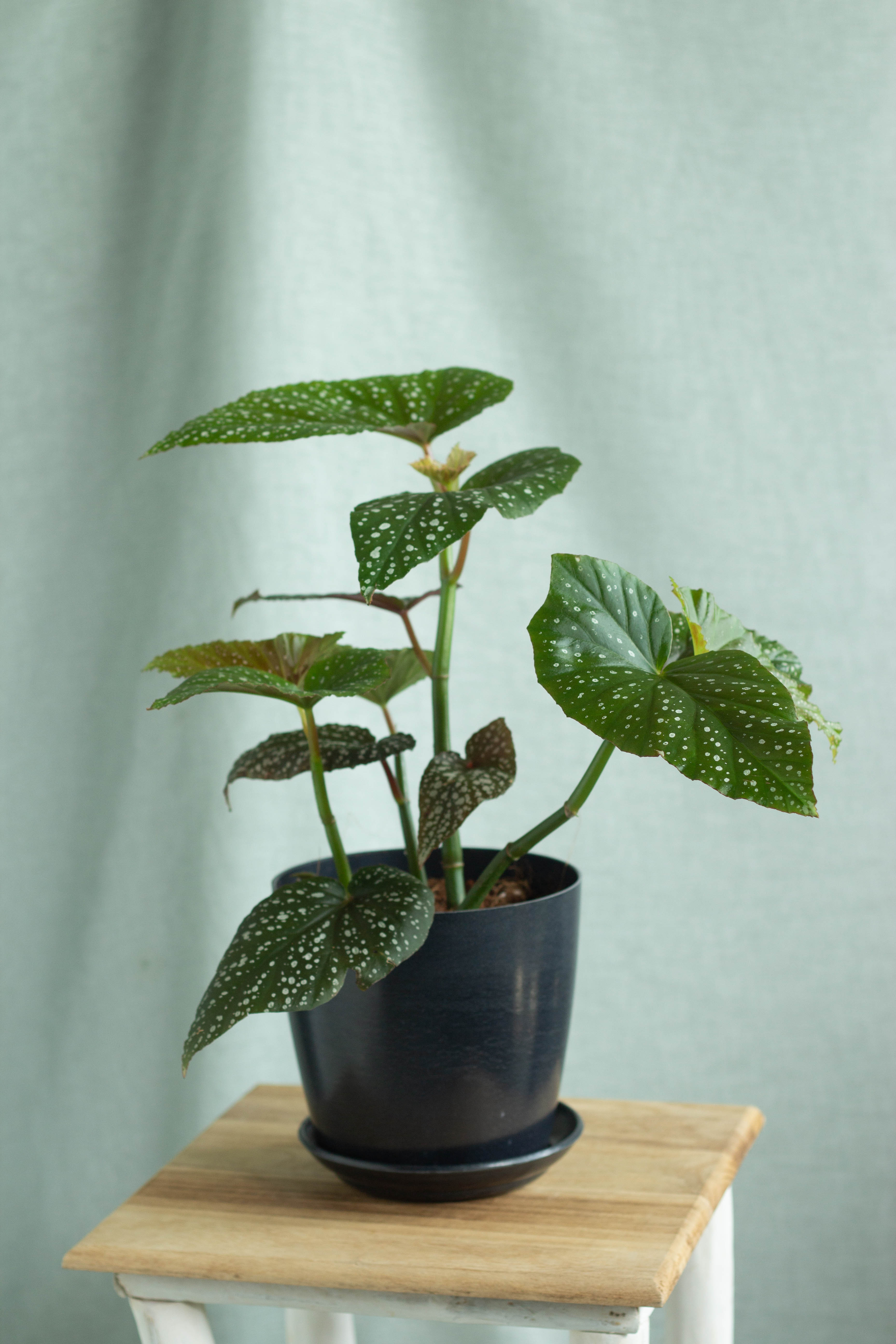 Begonia Lucerna – Bloomspace