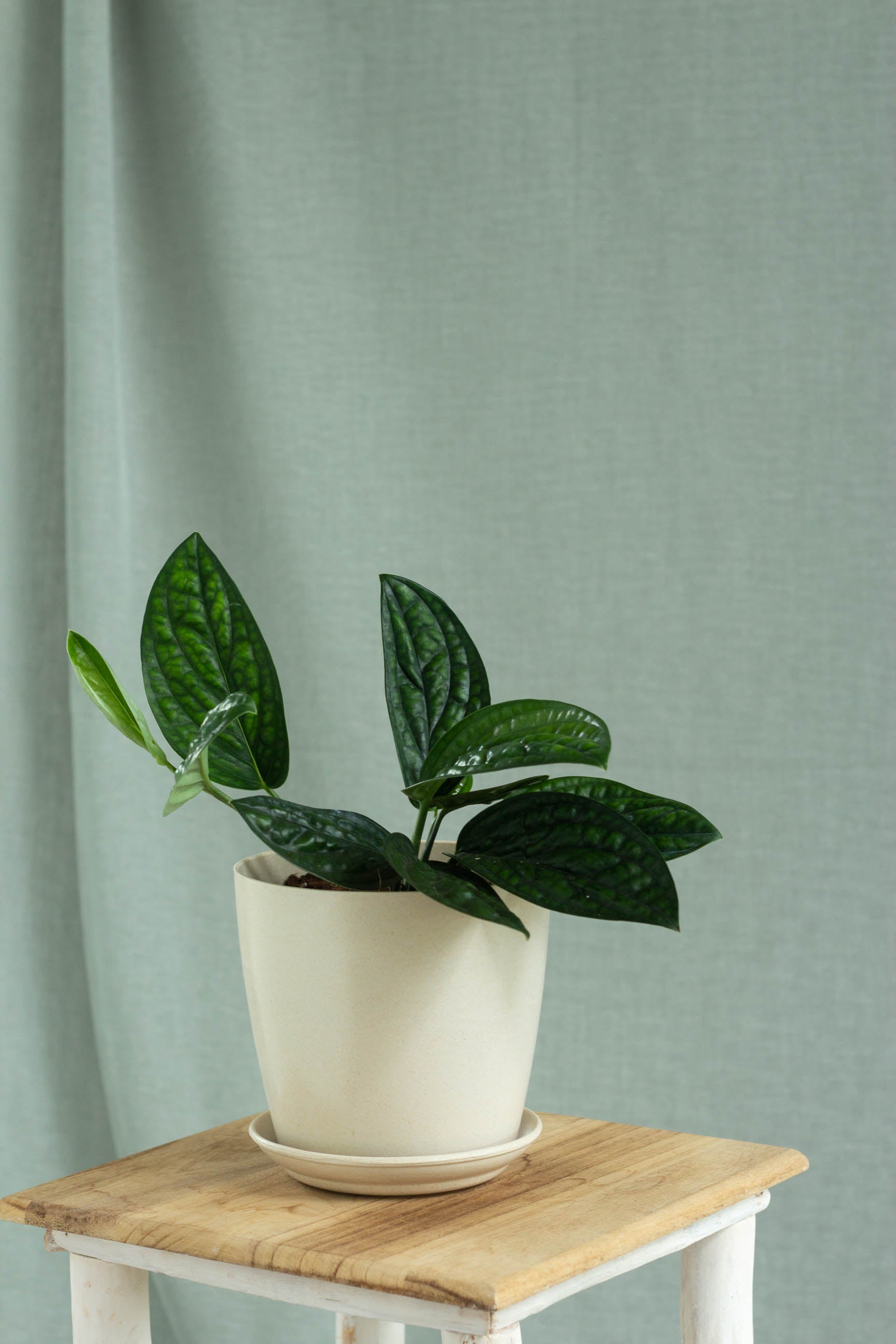 Monstera Peru – Bloomspace