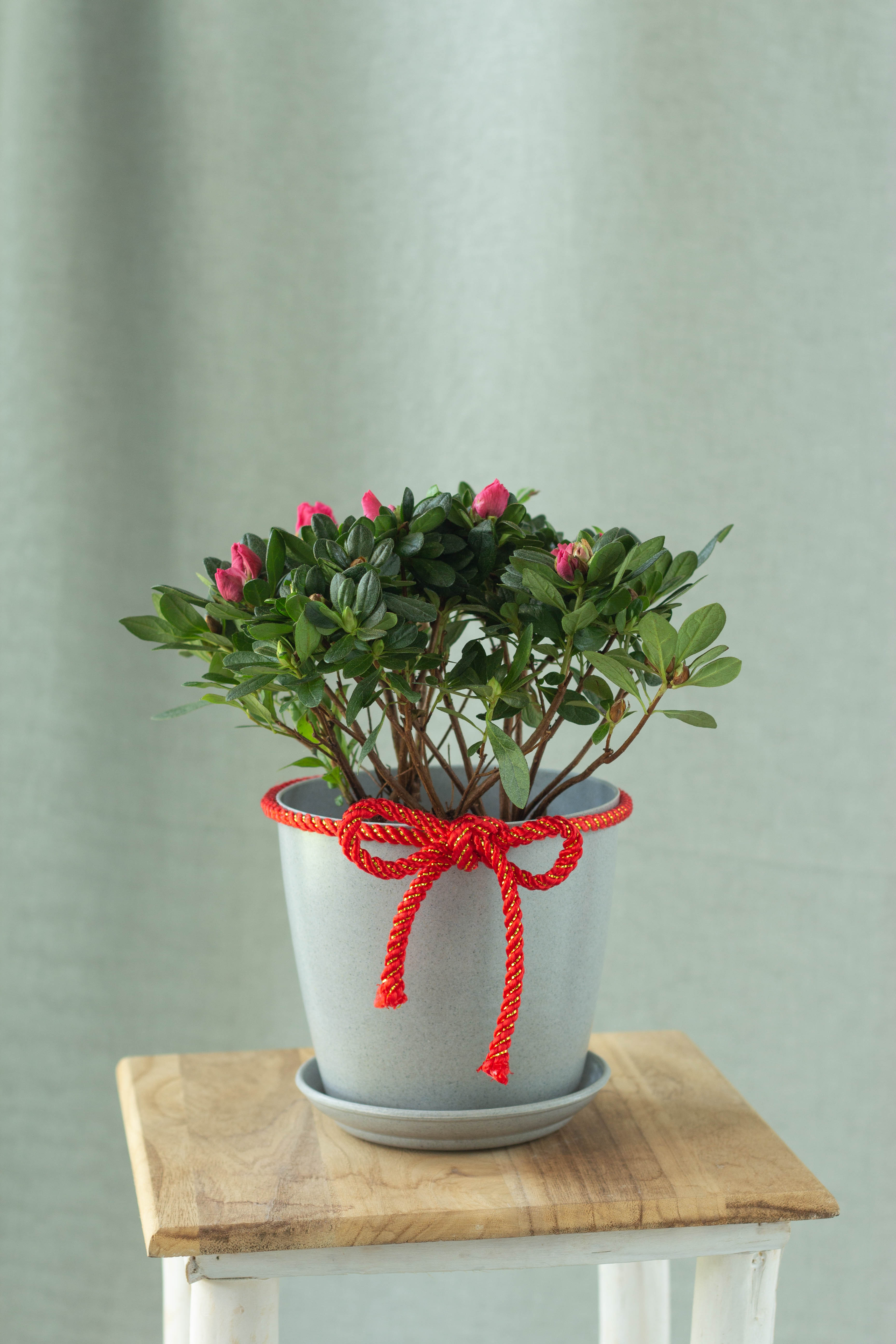 Azalea – Bloomspace