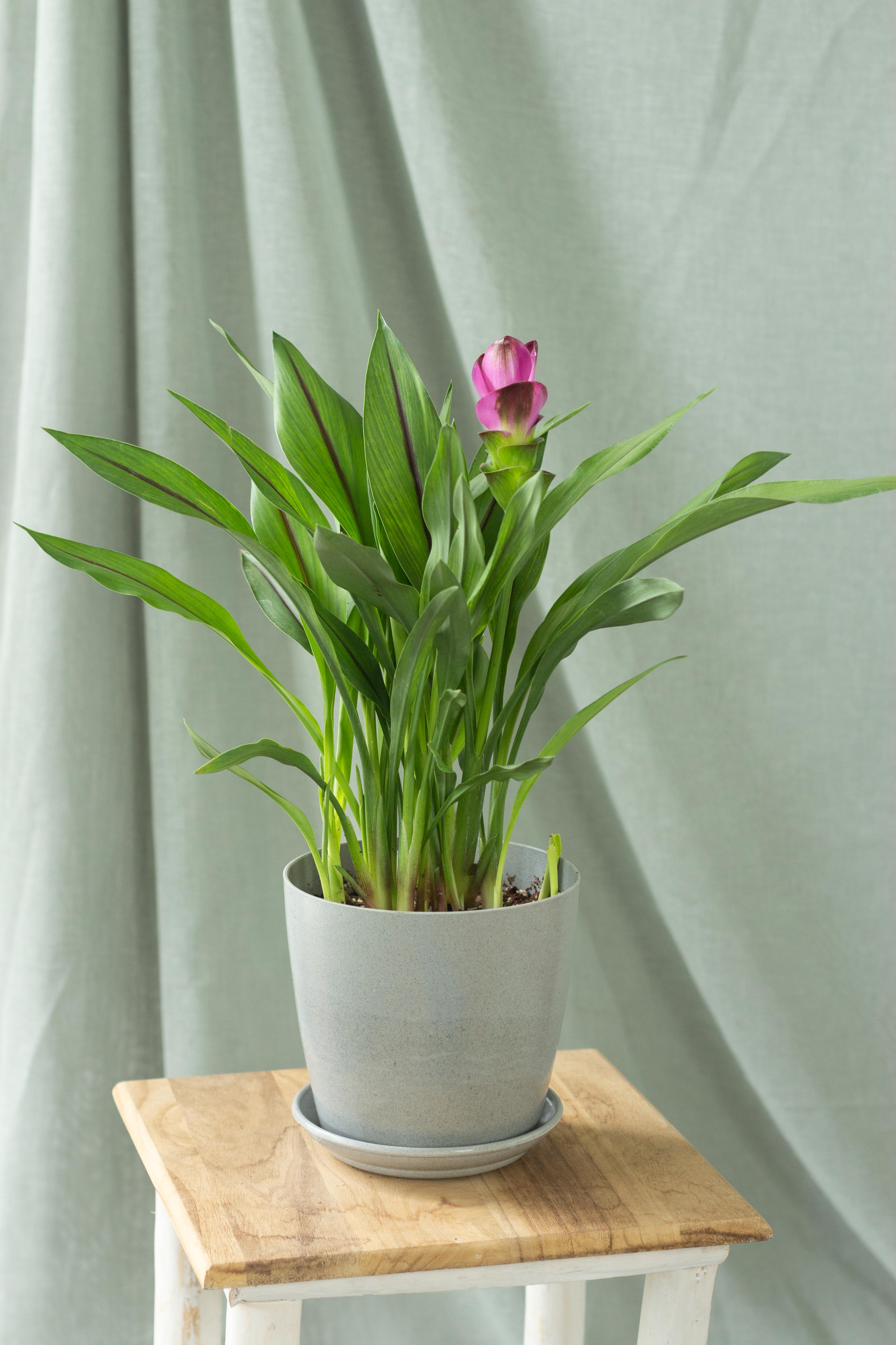 Siam Tulip – Bloomspace
