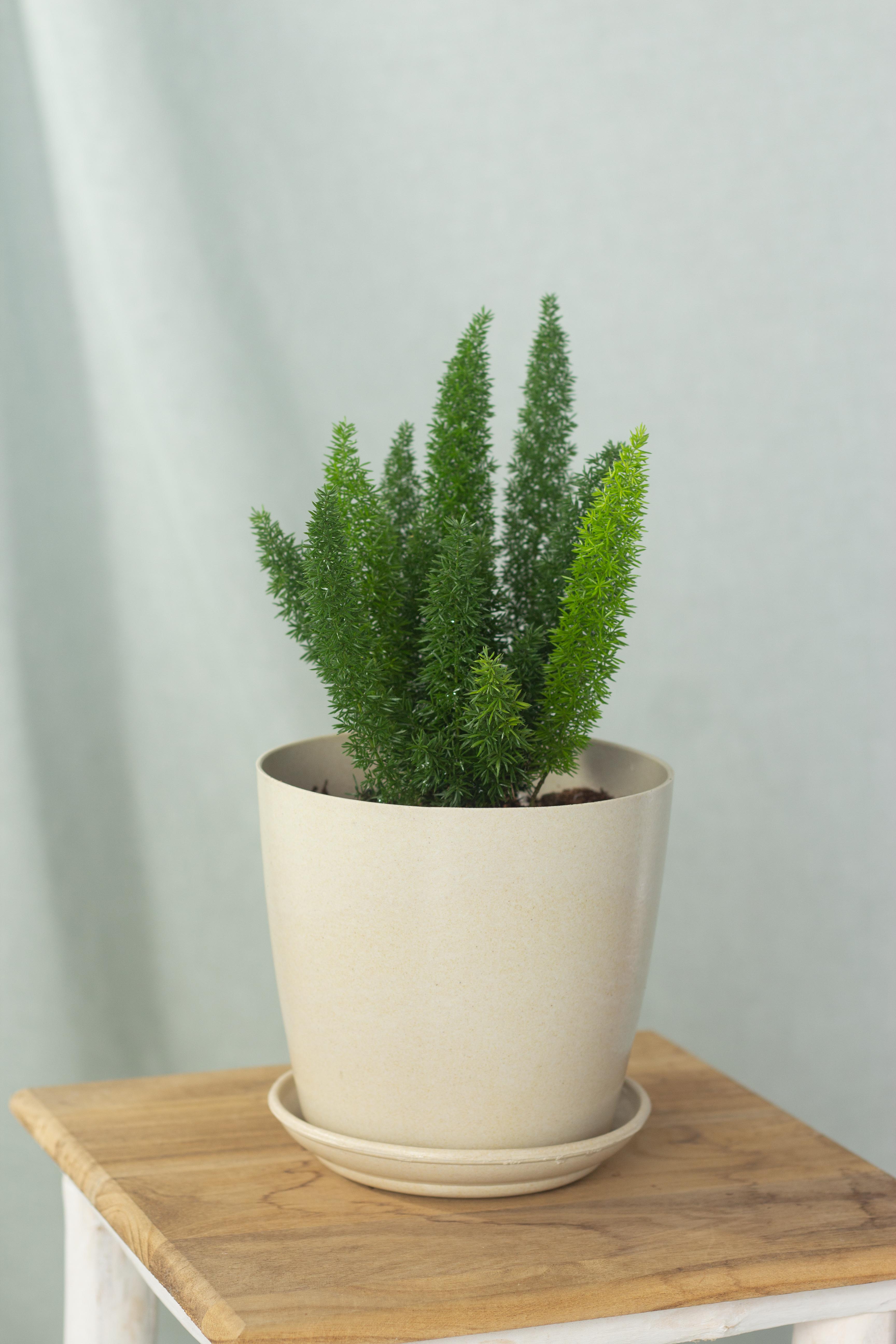 Foxtail Fern – Bloomspace