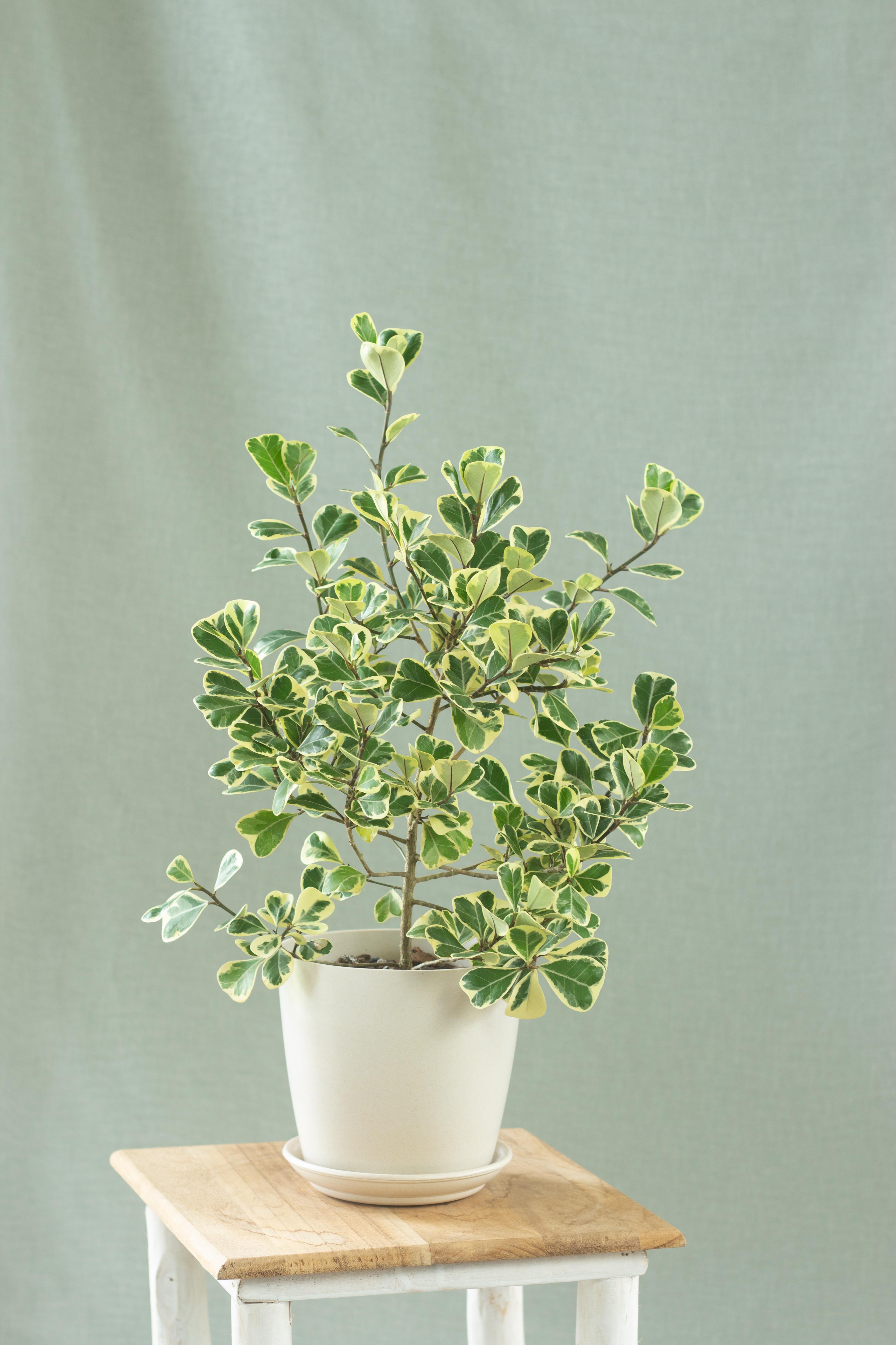 Ficus Deltoidea Variegata – Bloomspace
