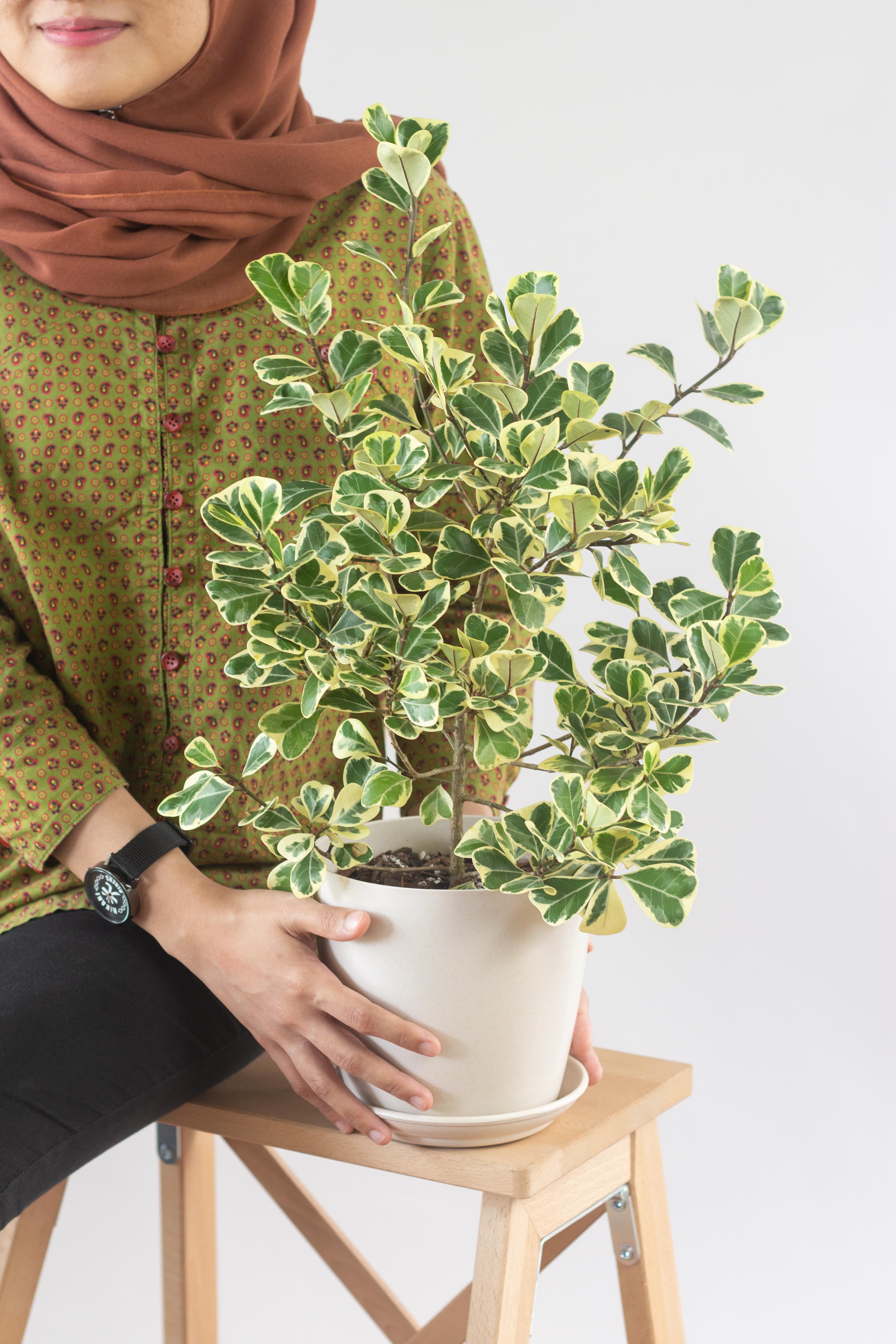 Ficus Deltoidea Variegata – Bloomspace
