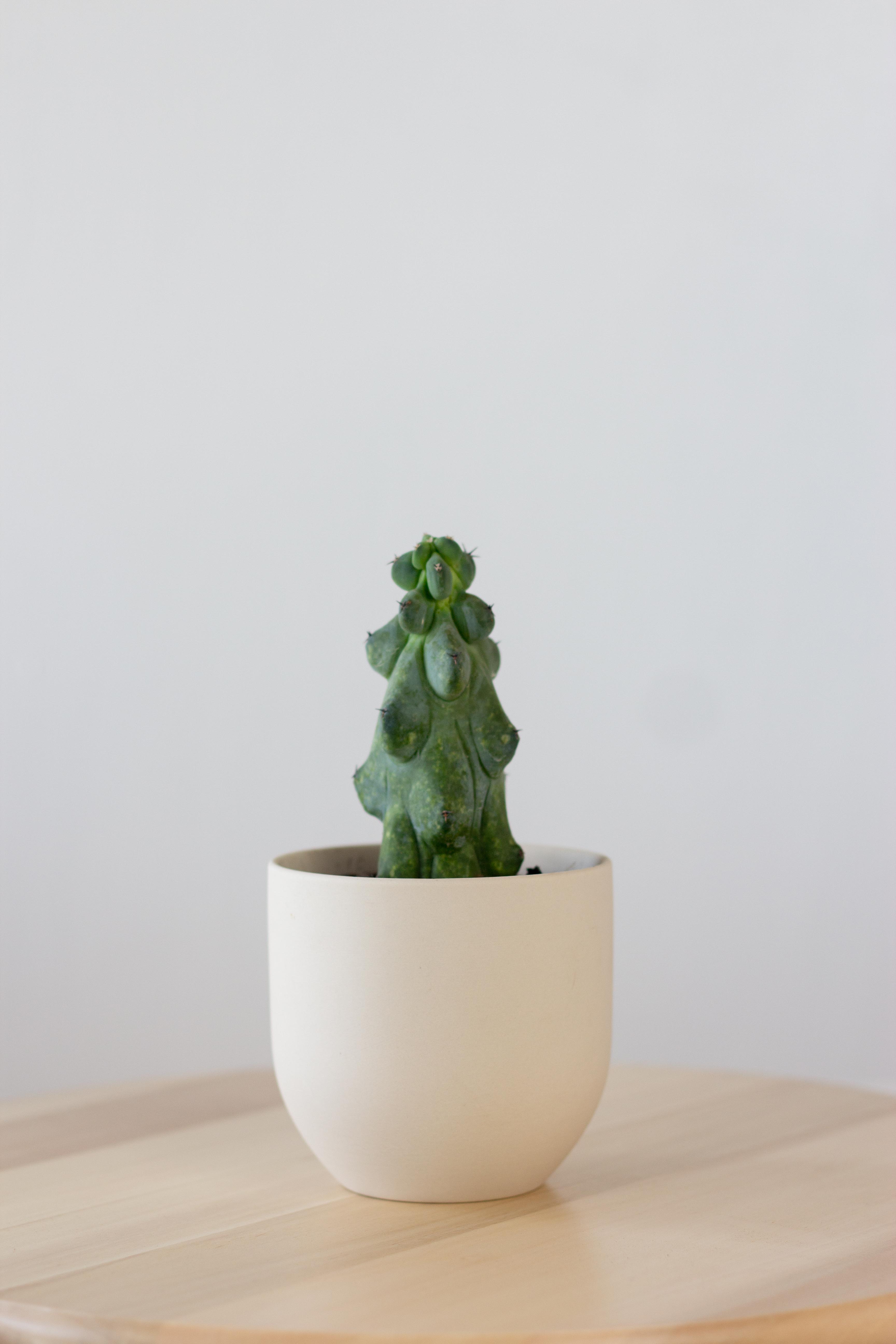Booby Cactus – Bloomspace