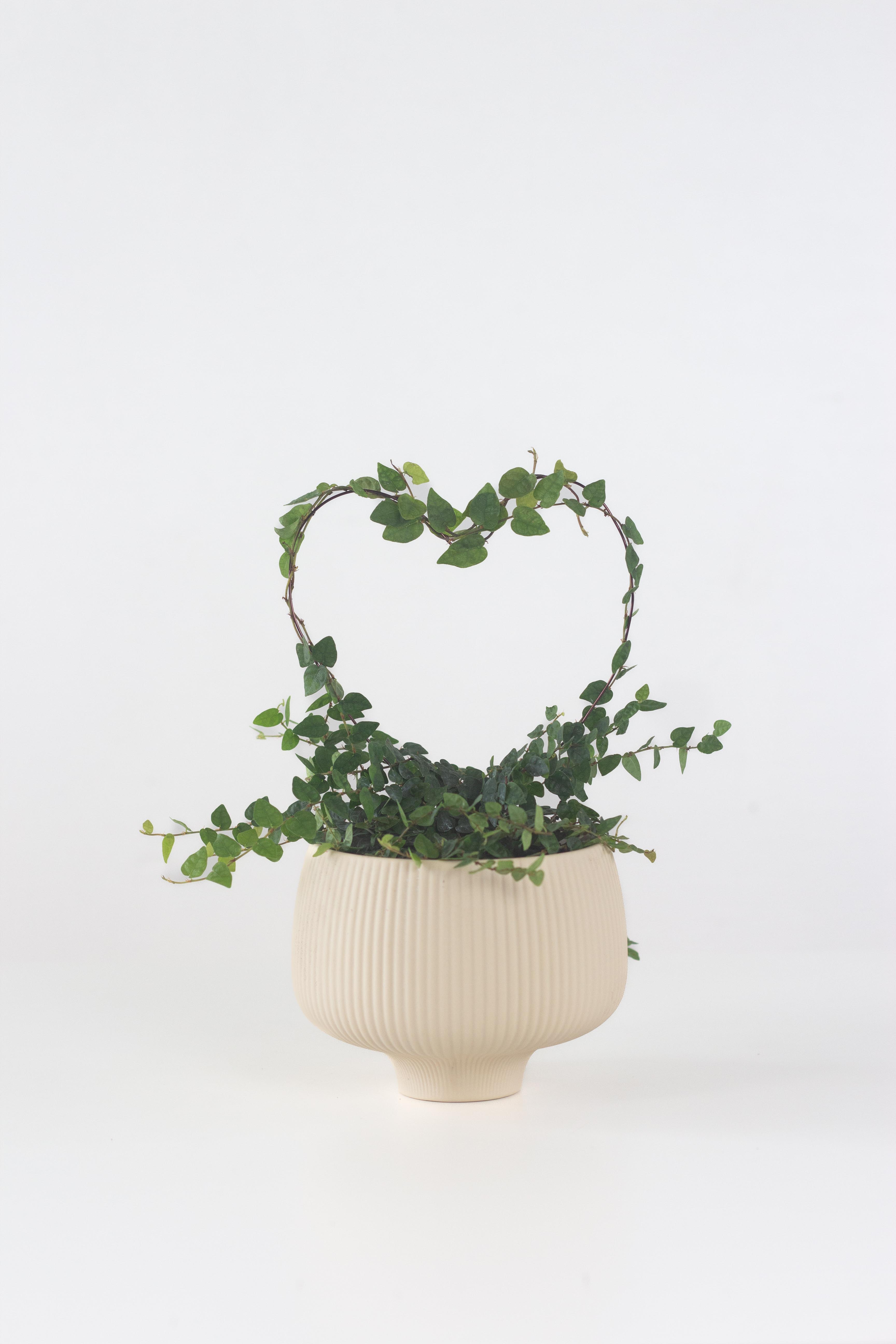 Ficus Pumila – Bloomspace