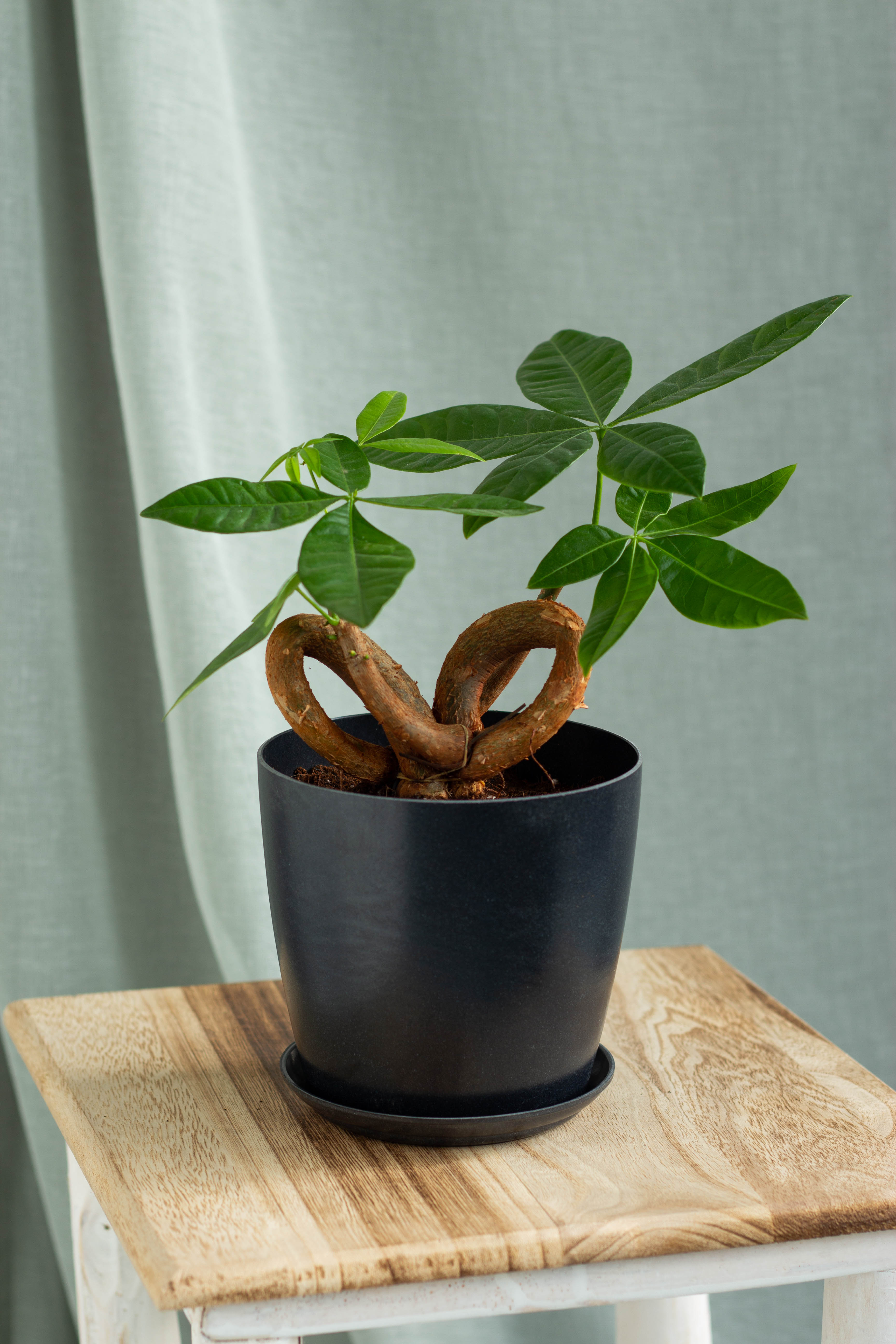 Bonsai Money Tree – Bloomspace
