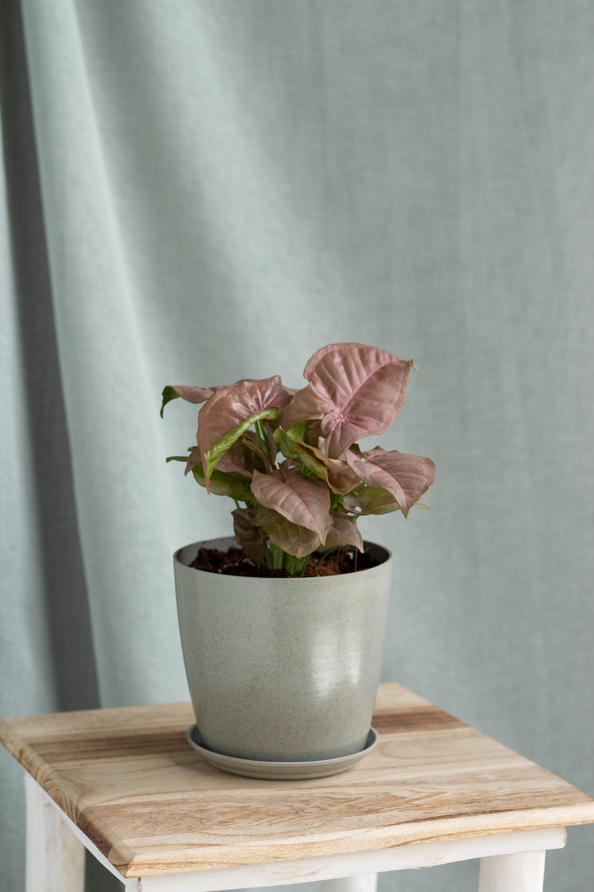 Syngonium Podophyllum 'Pink' – Bloomspace