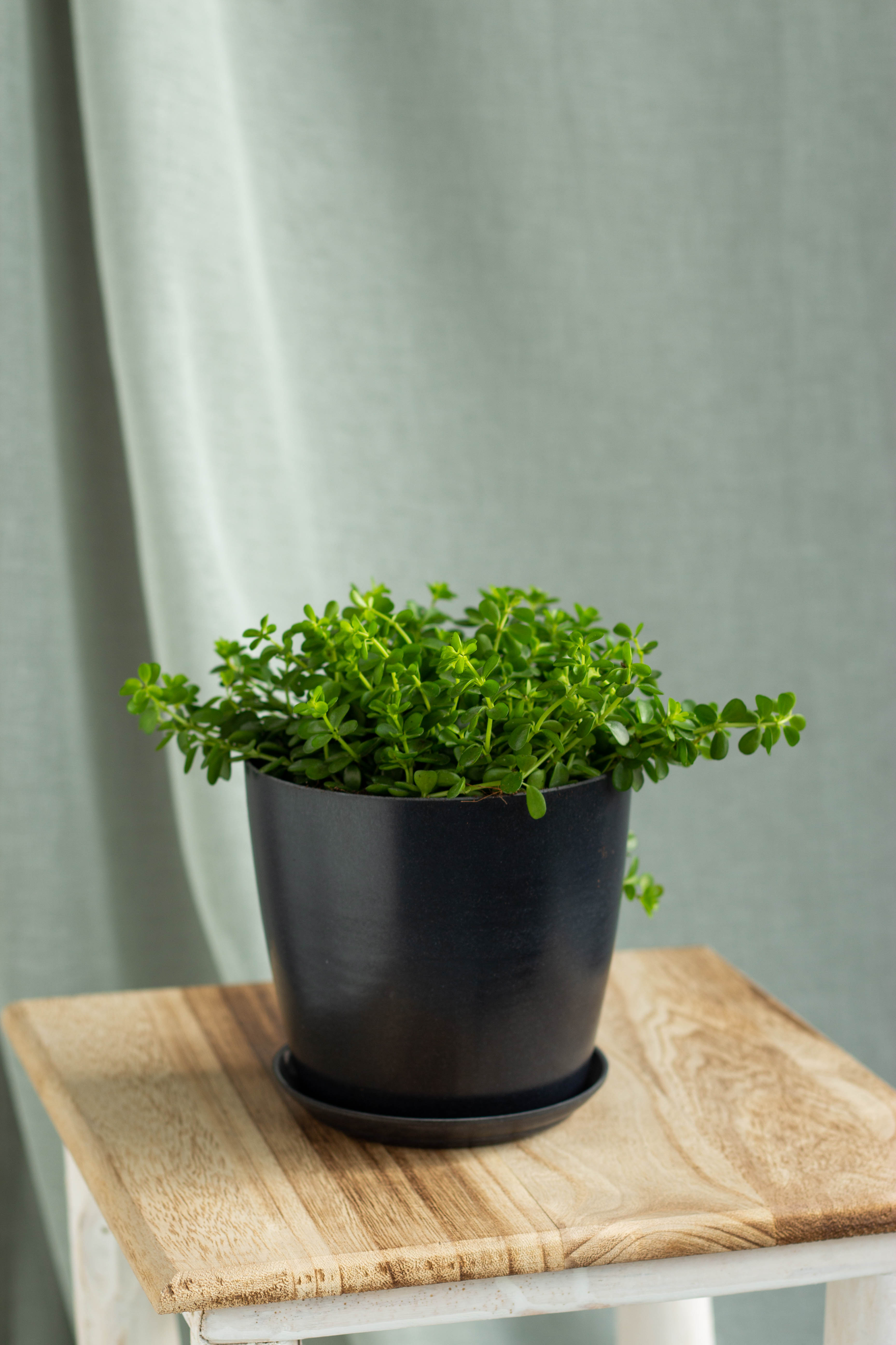 Peperomia Deppeana – Bloomspace