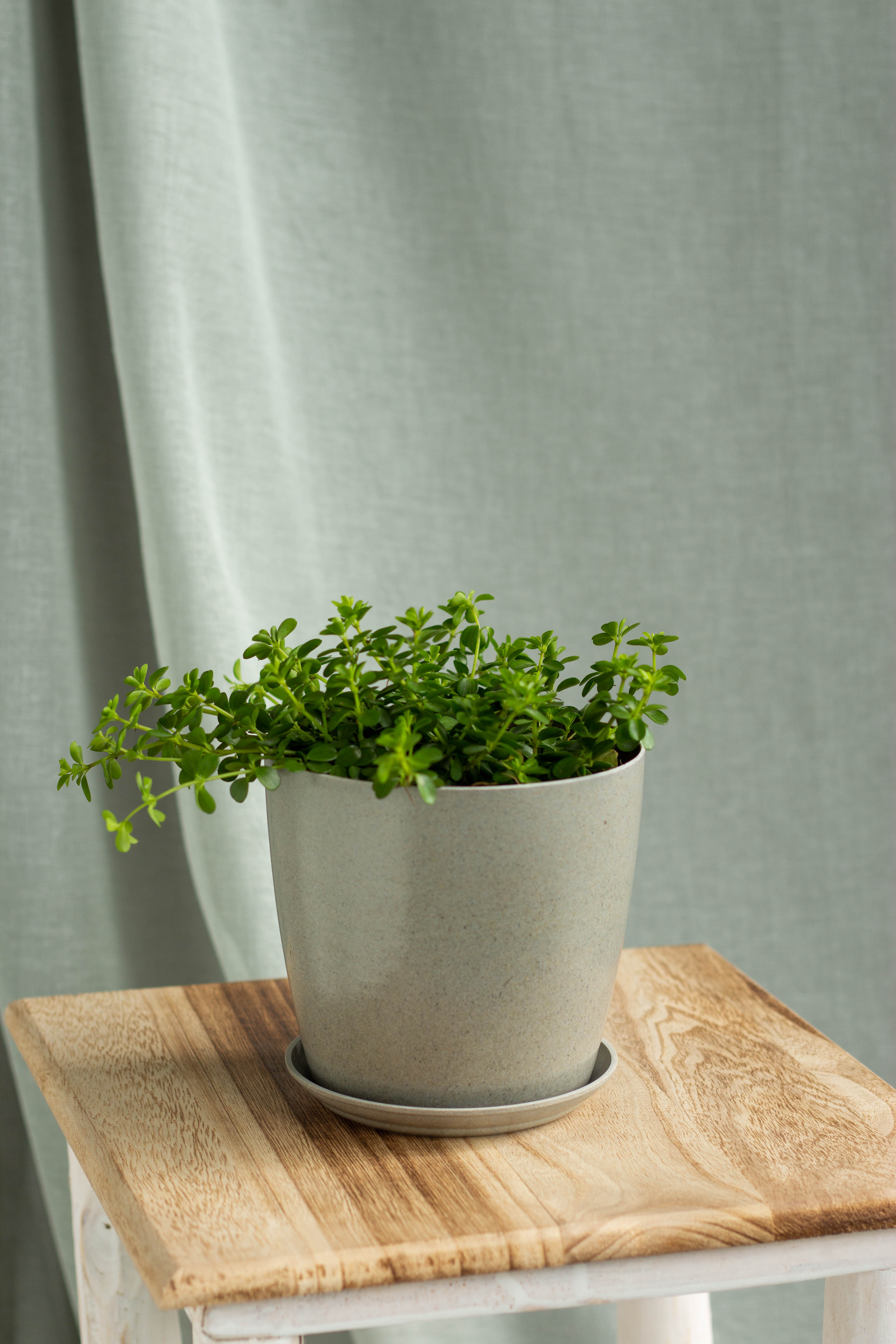 Peperomia Deppeana – Bloomspace