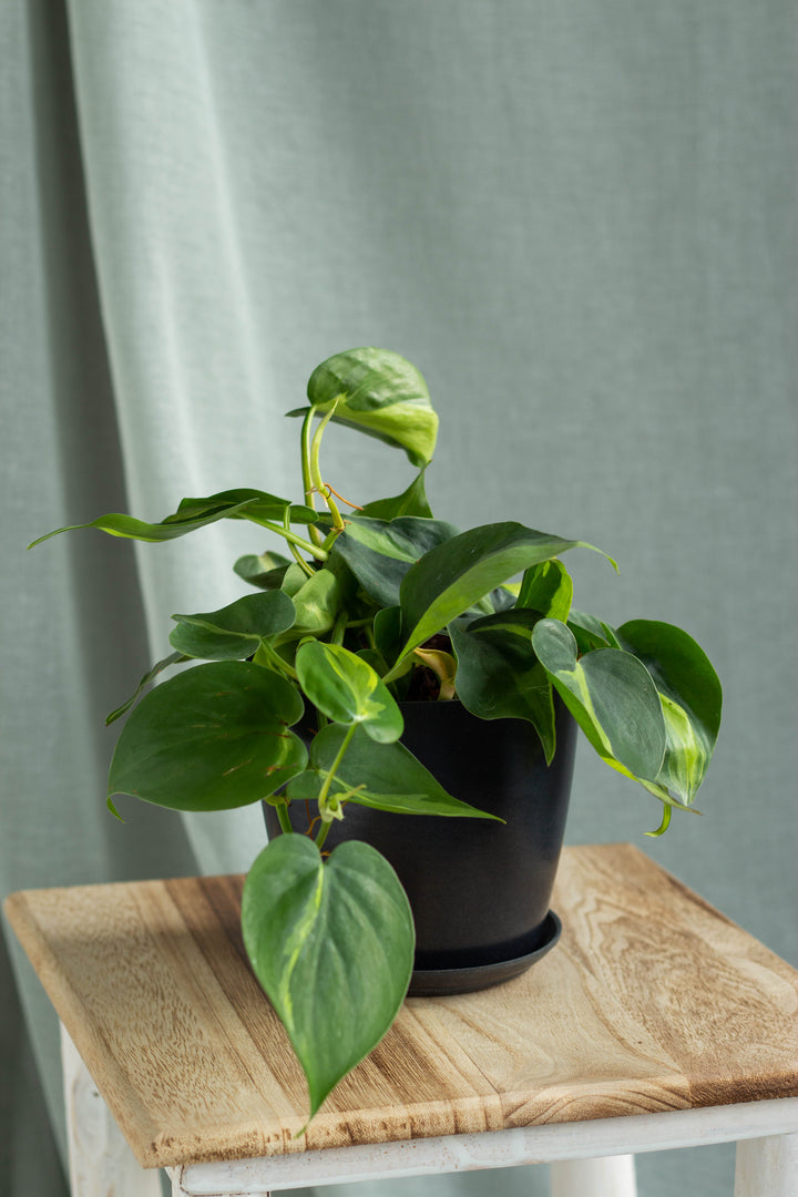 Gift Store – Bloomspace