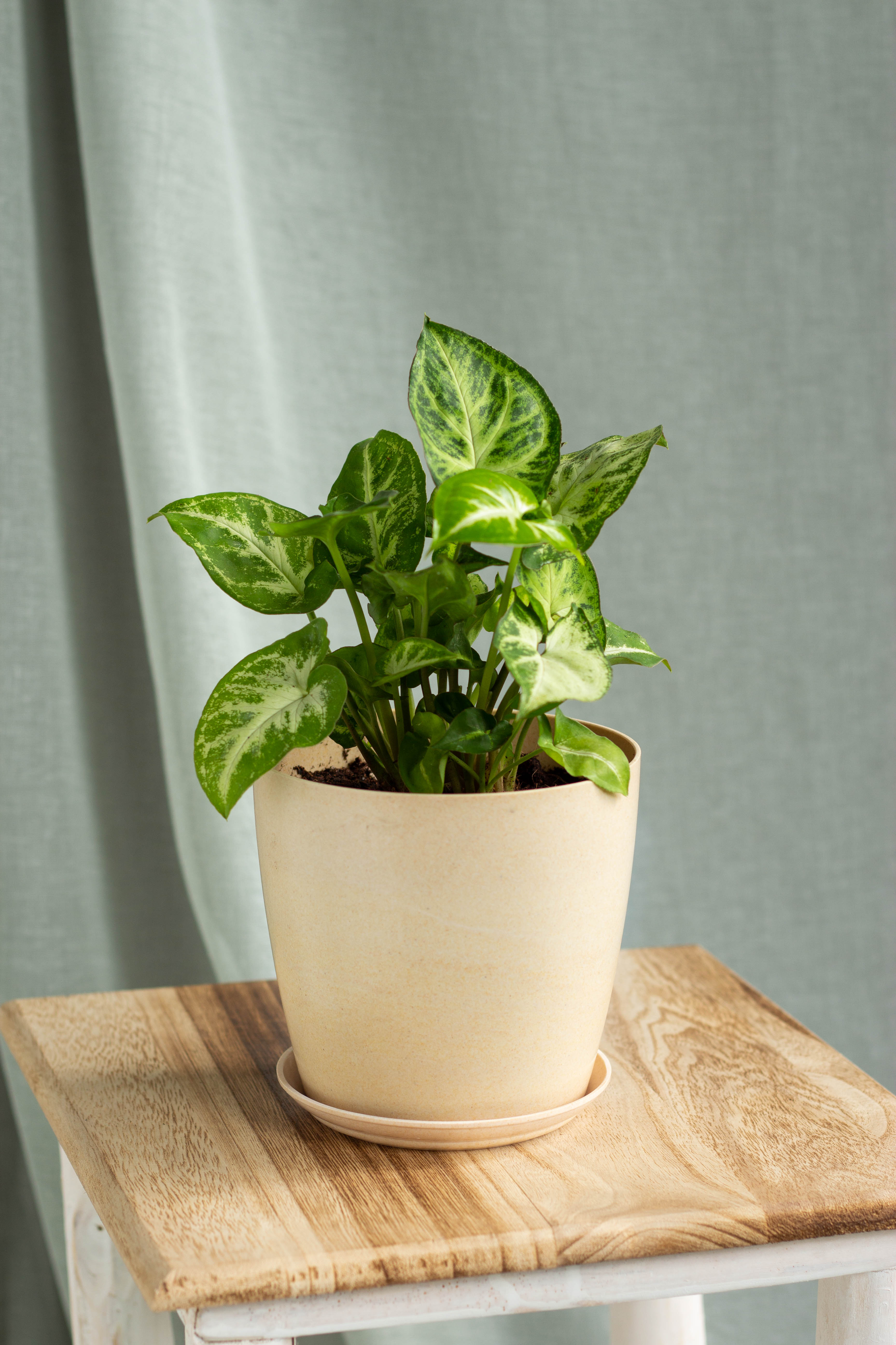 Gift Store – Bloomspace