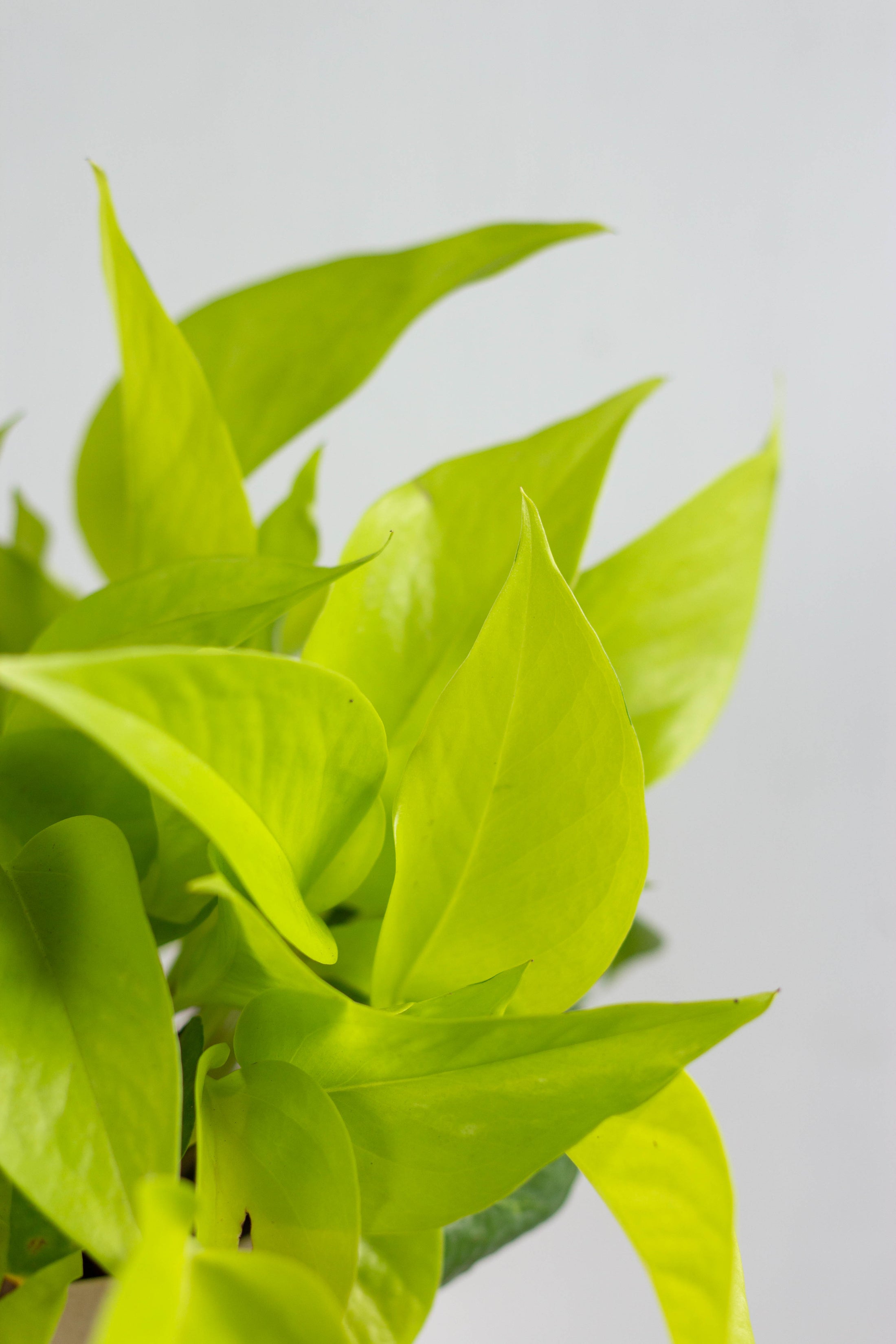 Neon Pothos – Bloomspace