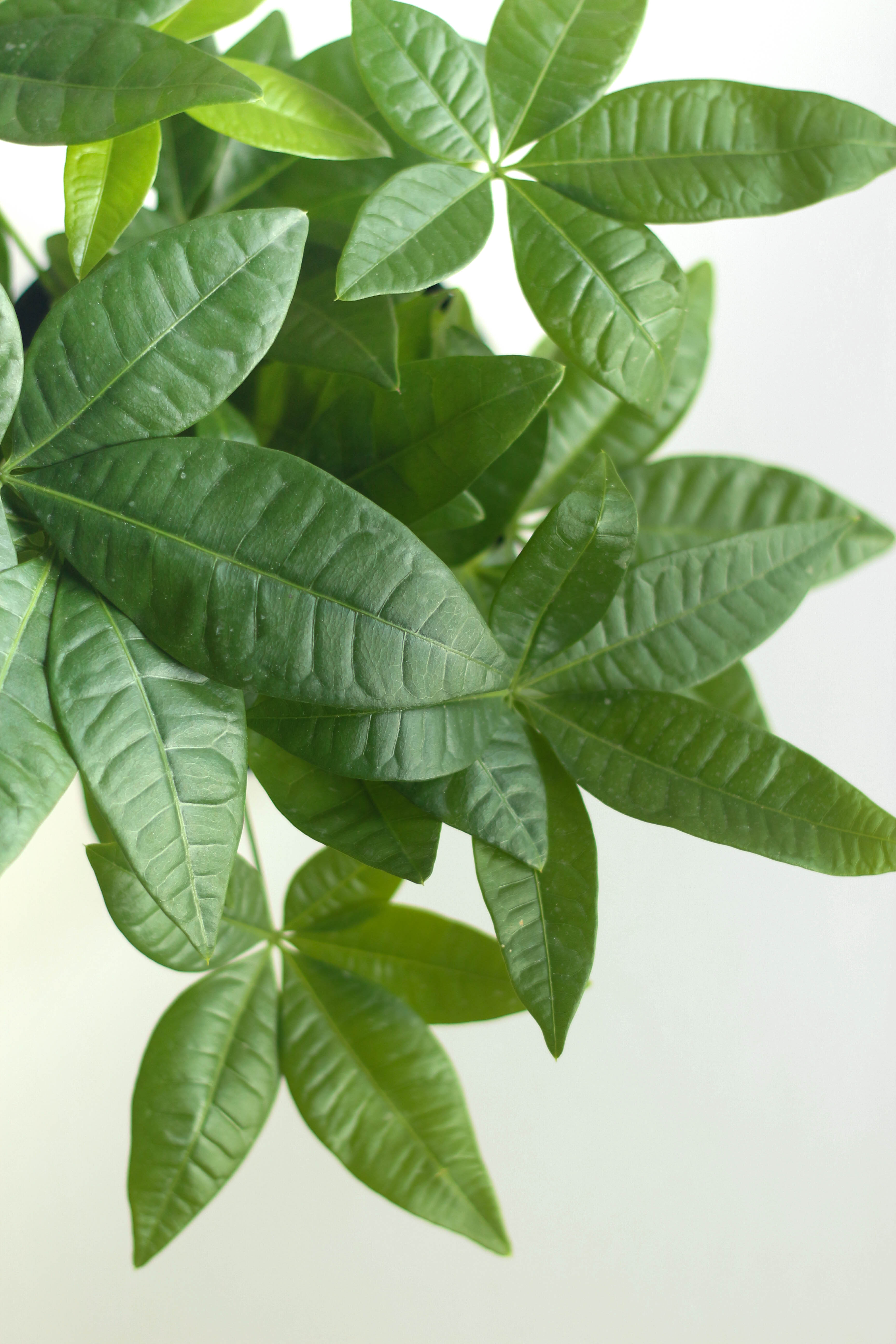 Mini Money Tree – Bloomspace