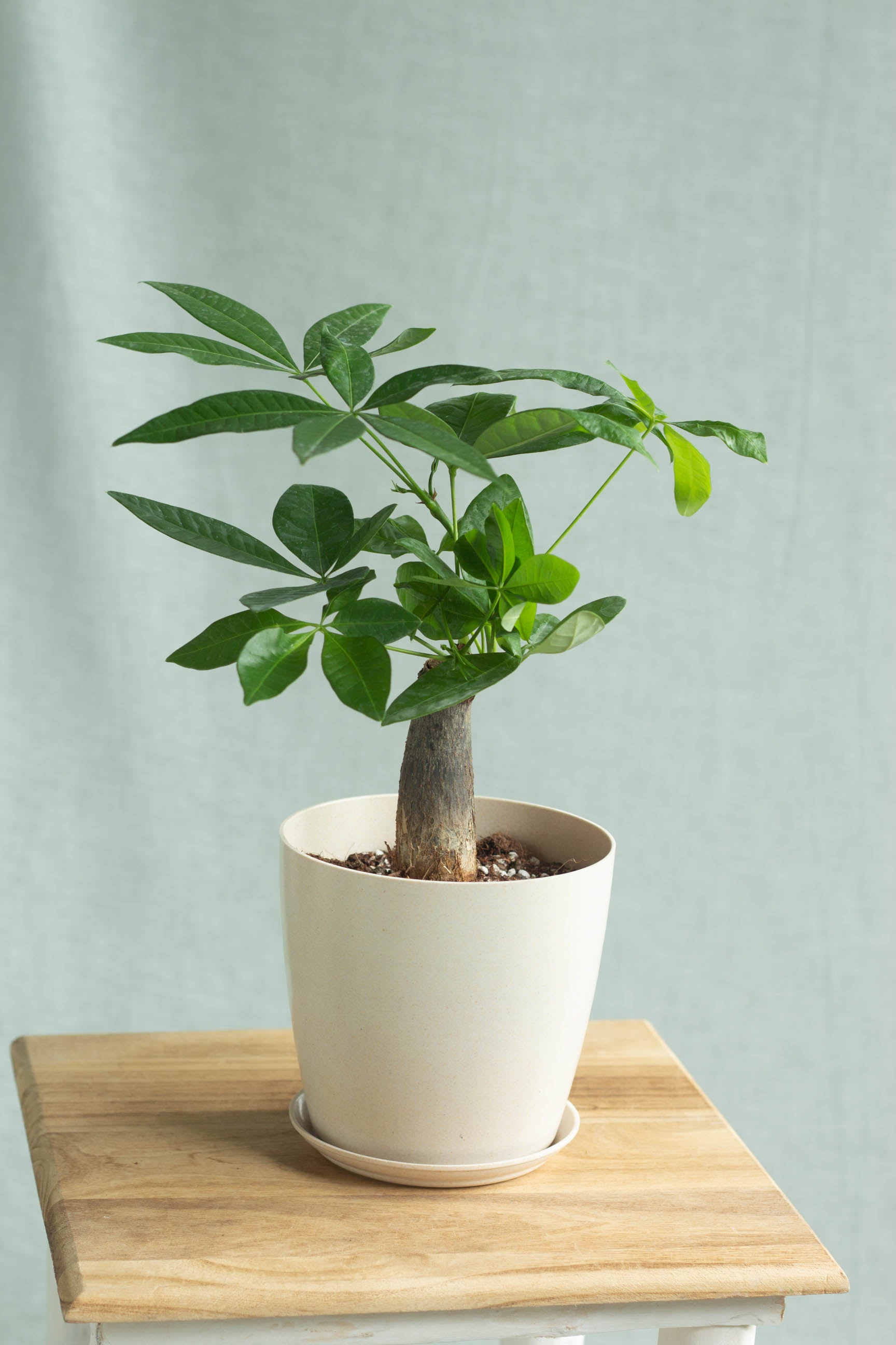 Mini Money Tree – Bloomspace