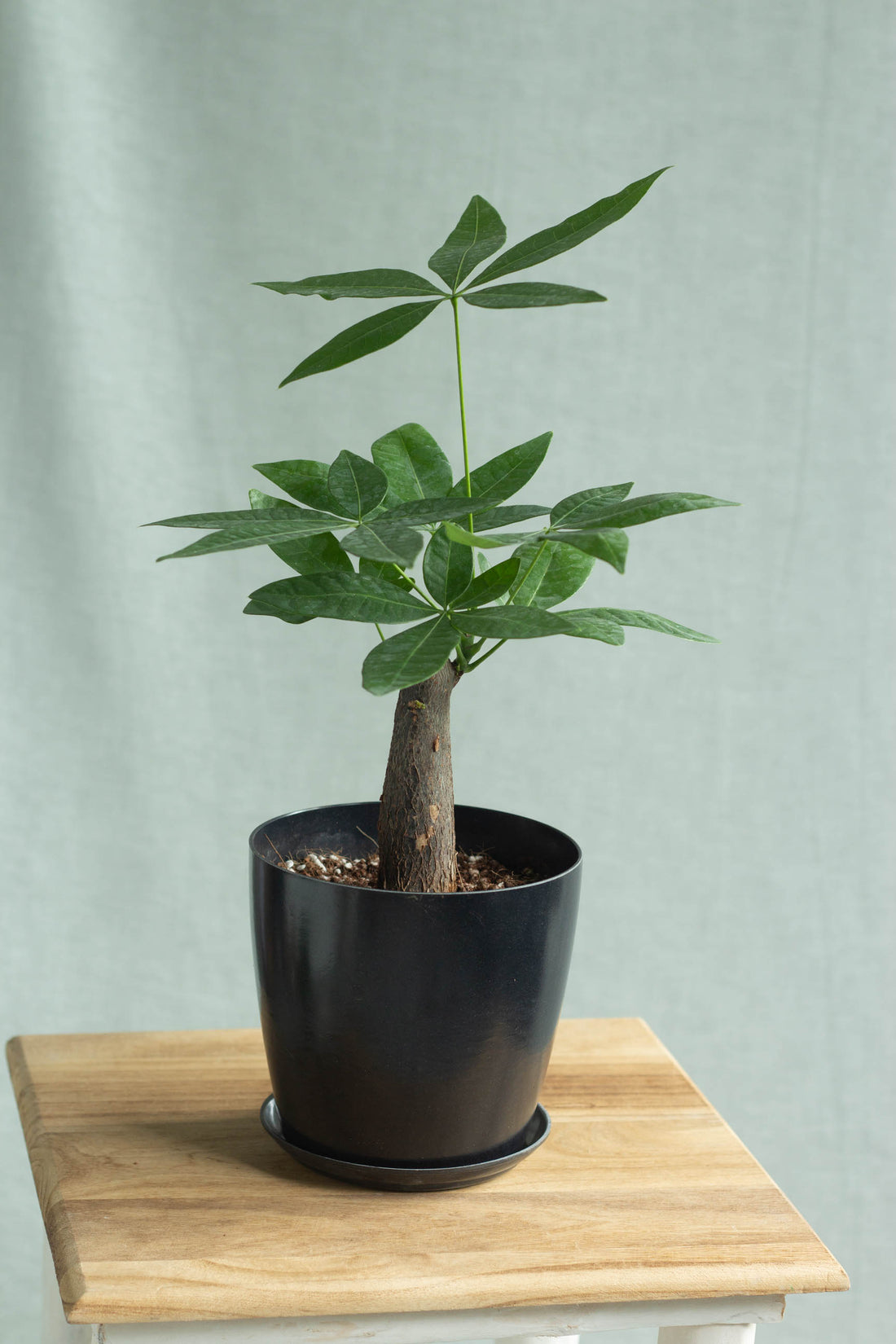 Mini Money Tree – Bloomspace