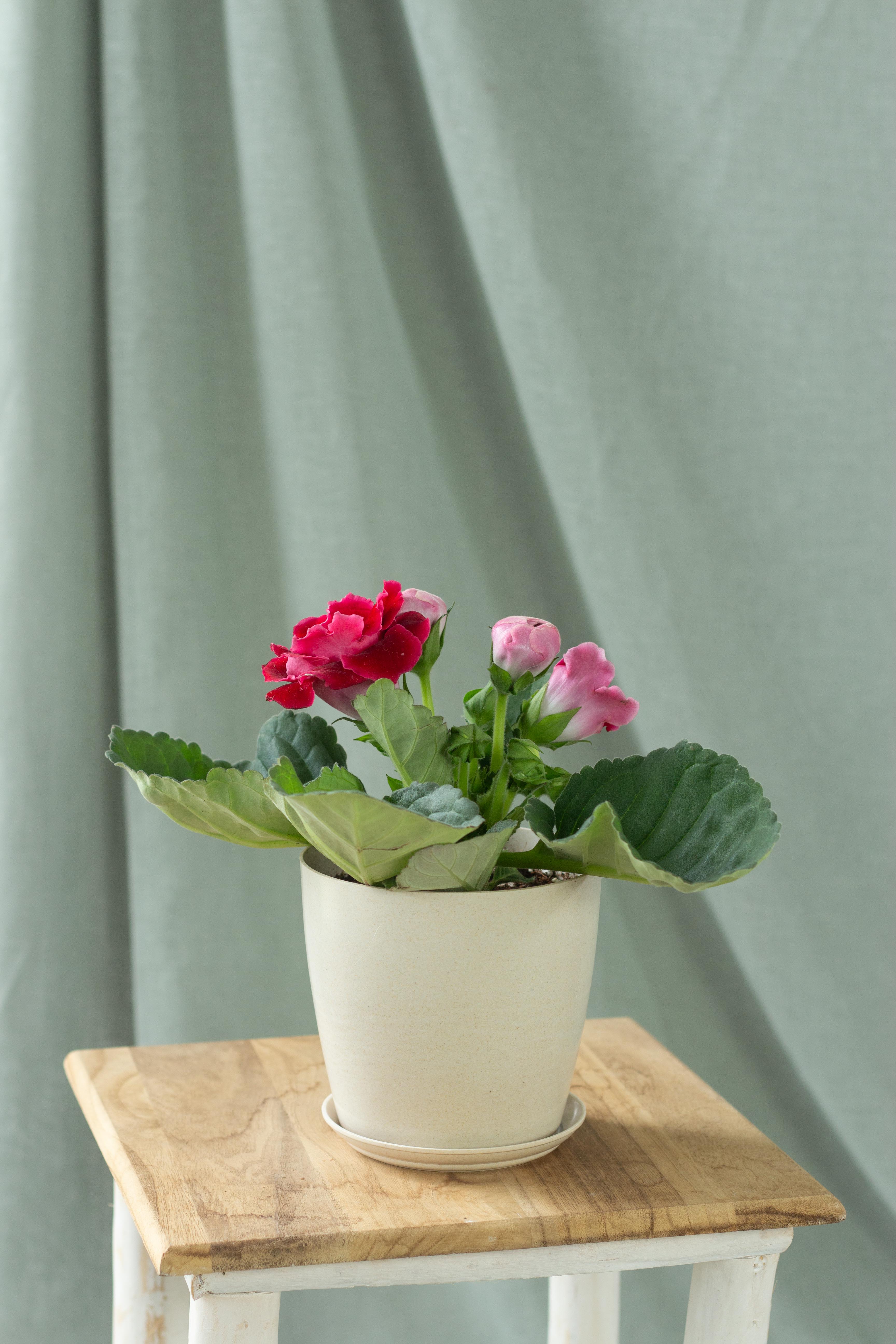 Gloxinia Red – Bloomspace