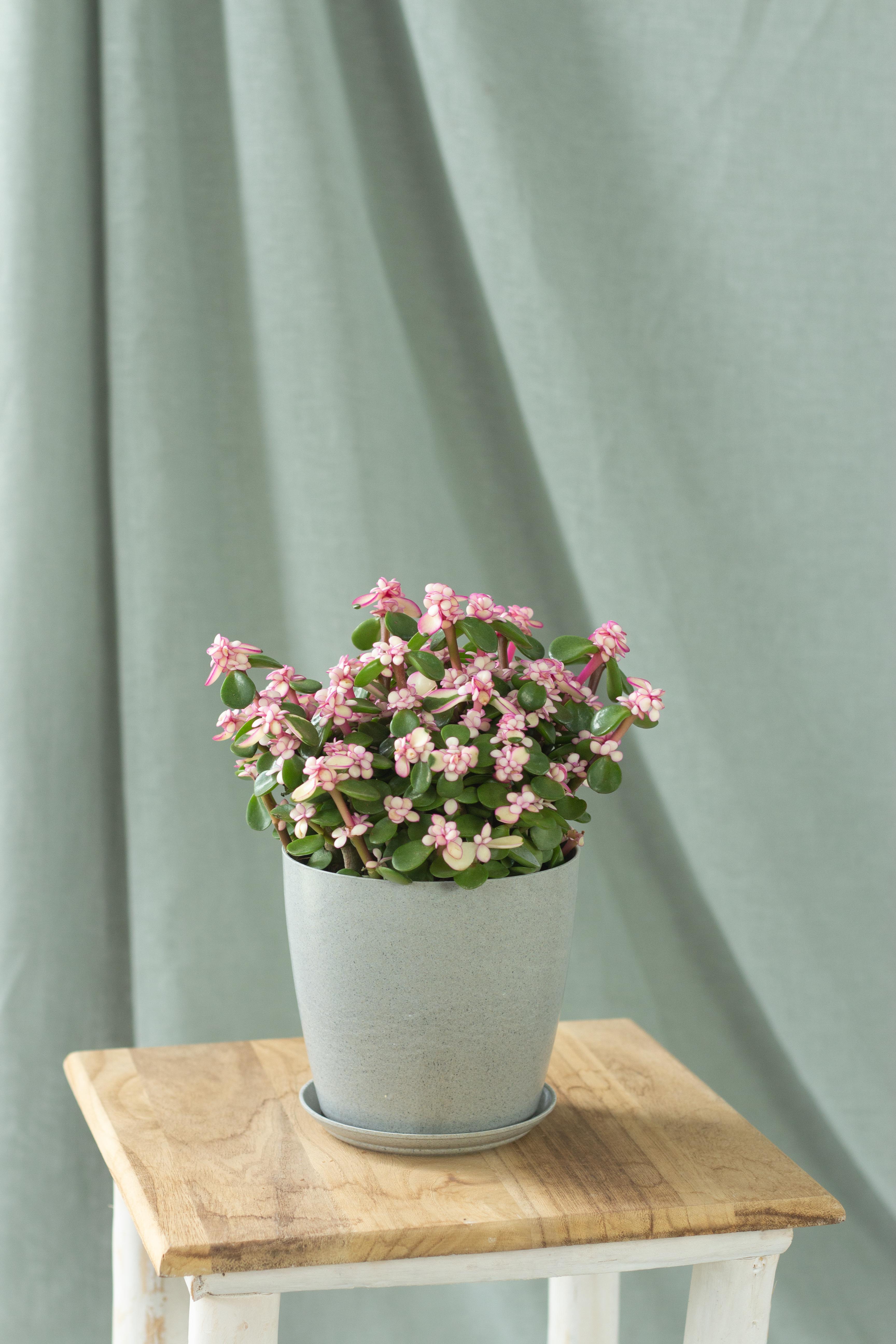 Rainbow Bush – Bloomspace