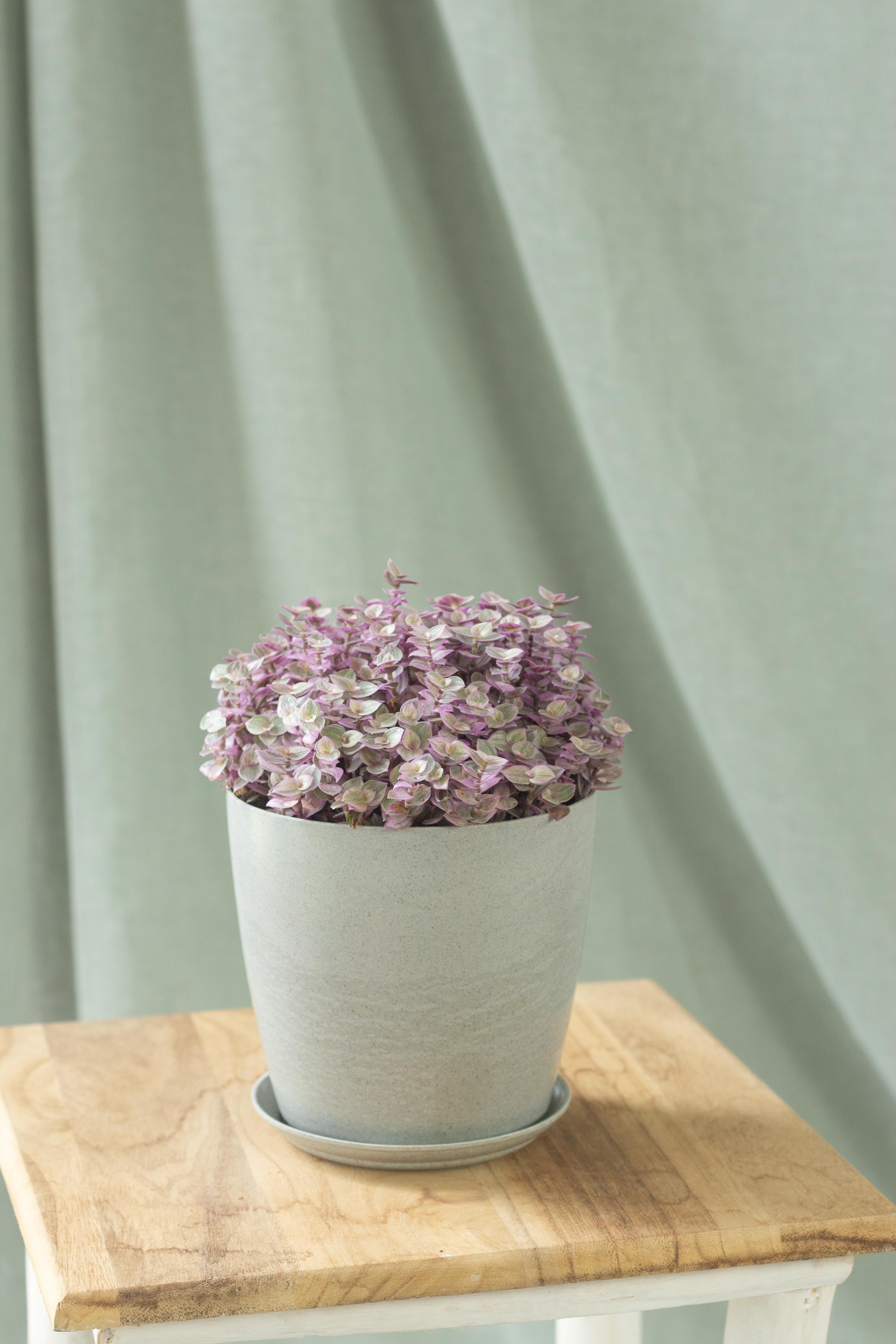 Callisia Repens – Bloomspace