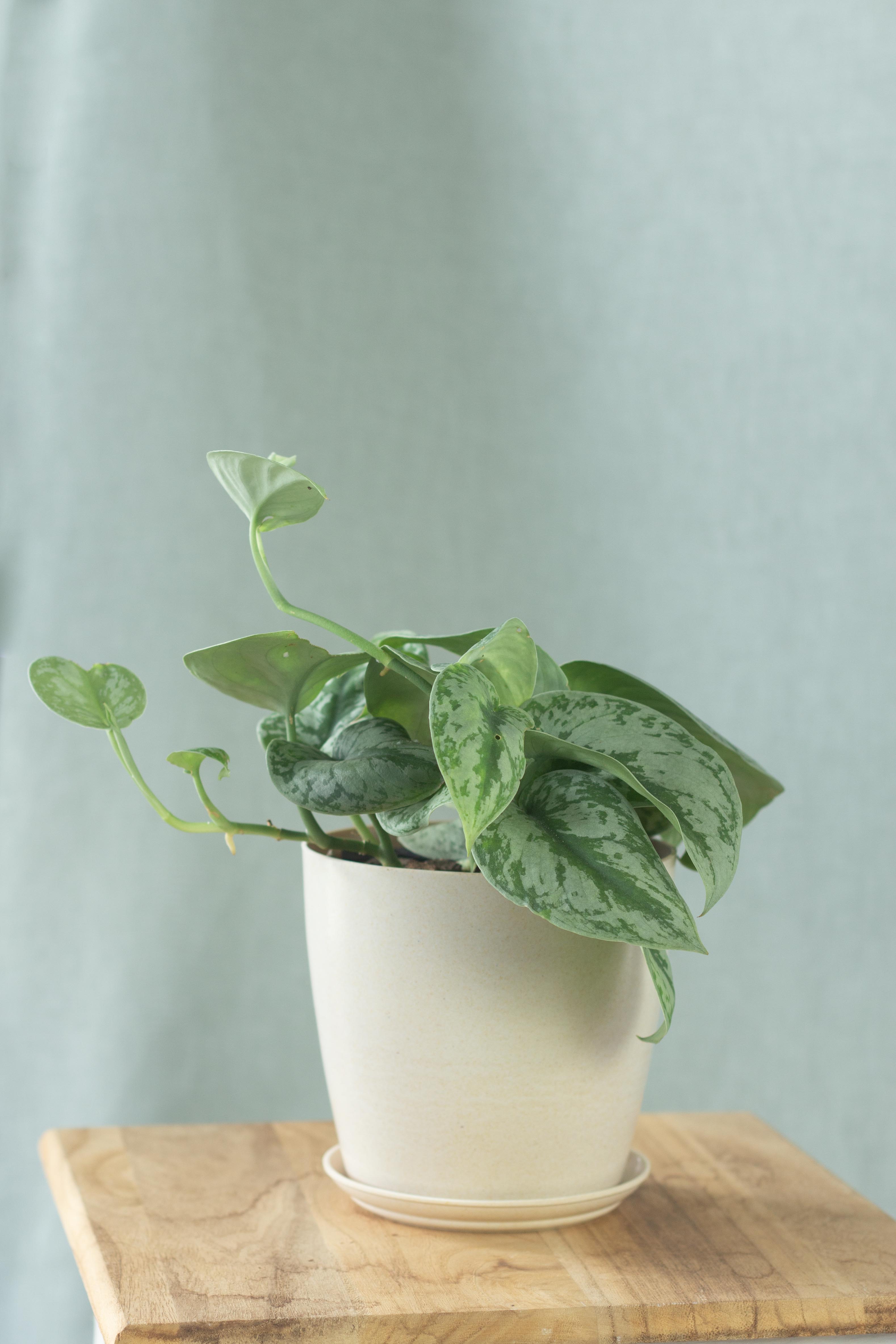 Gift Store – Bloomspace