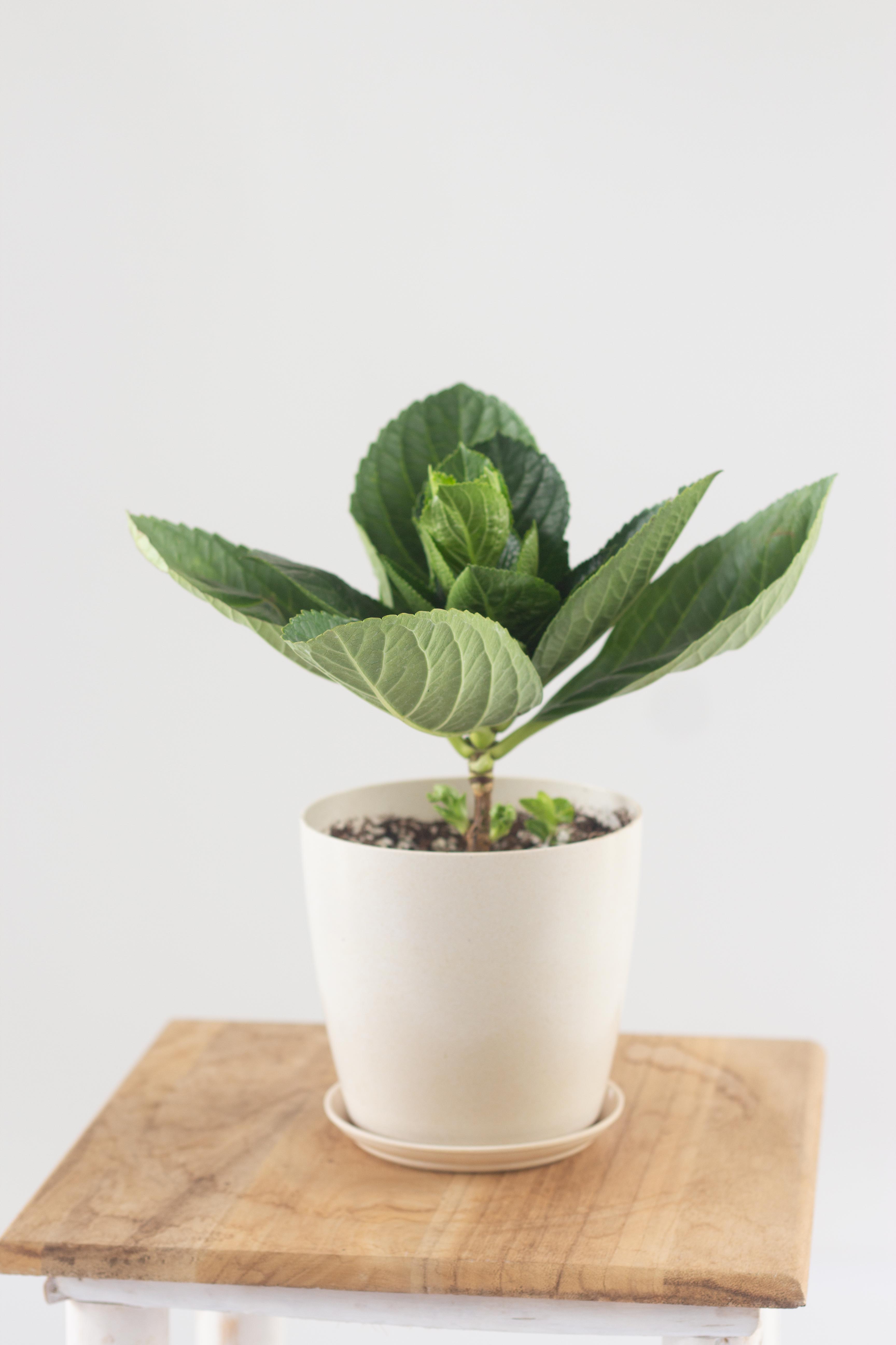 Hydrangea – Bloomspace