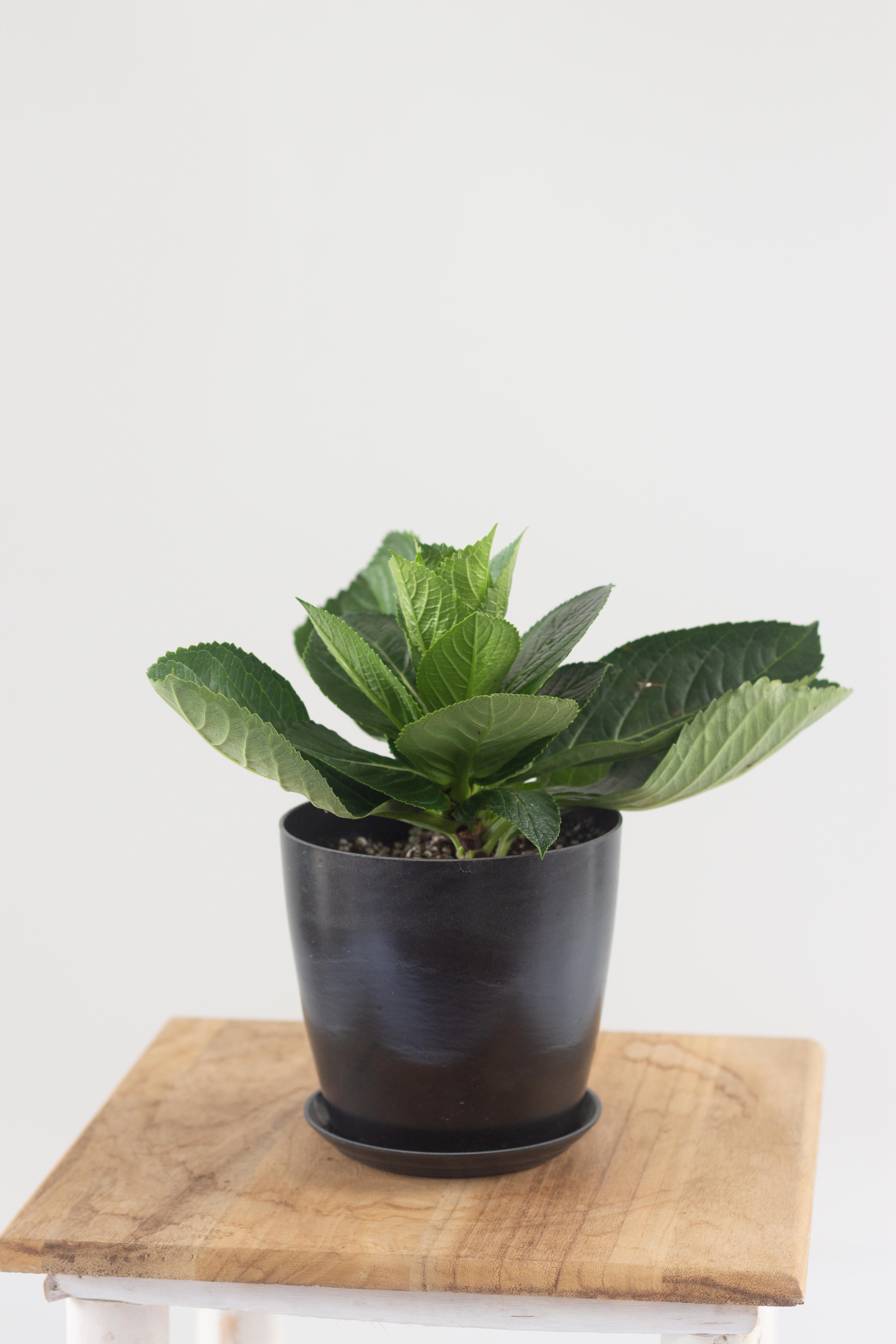 Hydrangea – Bloomspace