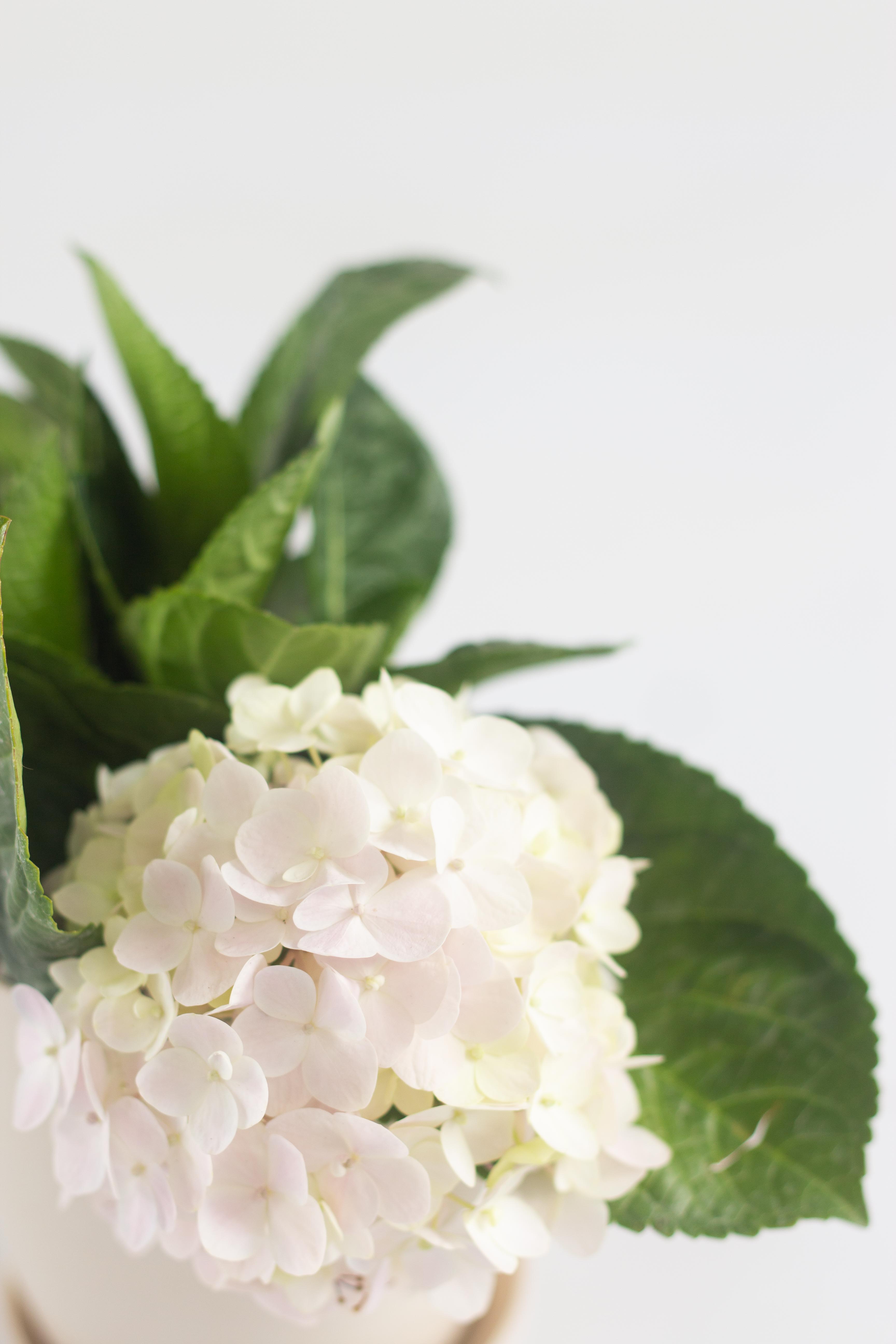 Hydrangea – Bloomspace